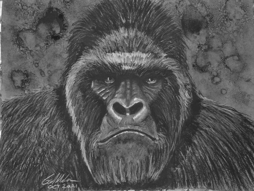 silverback gorilla face drawing