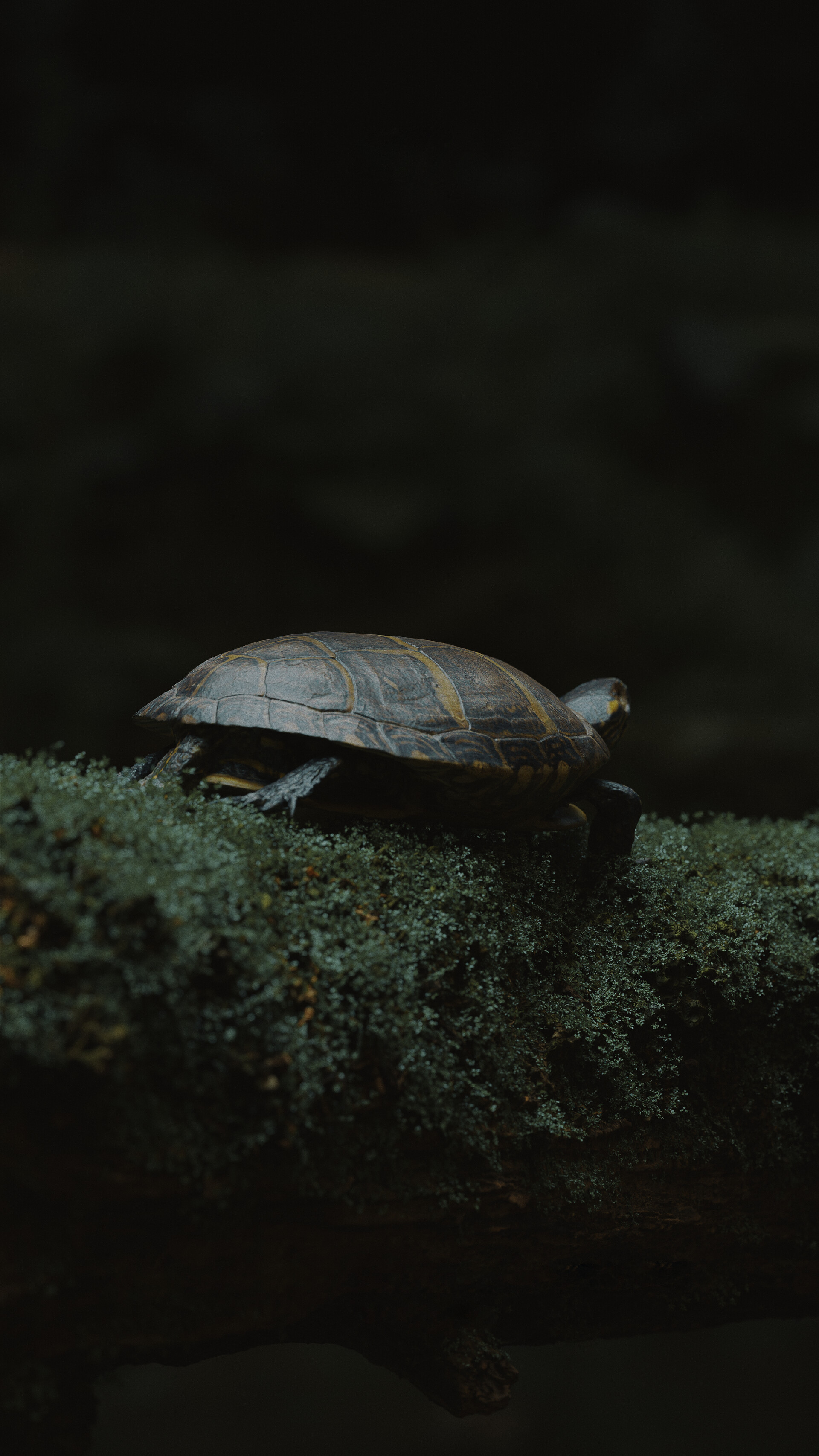 ArtStation - Turtle
