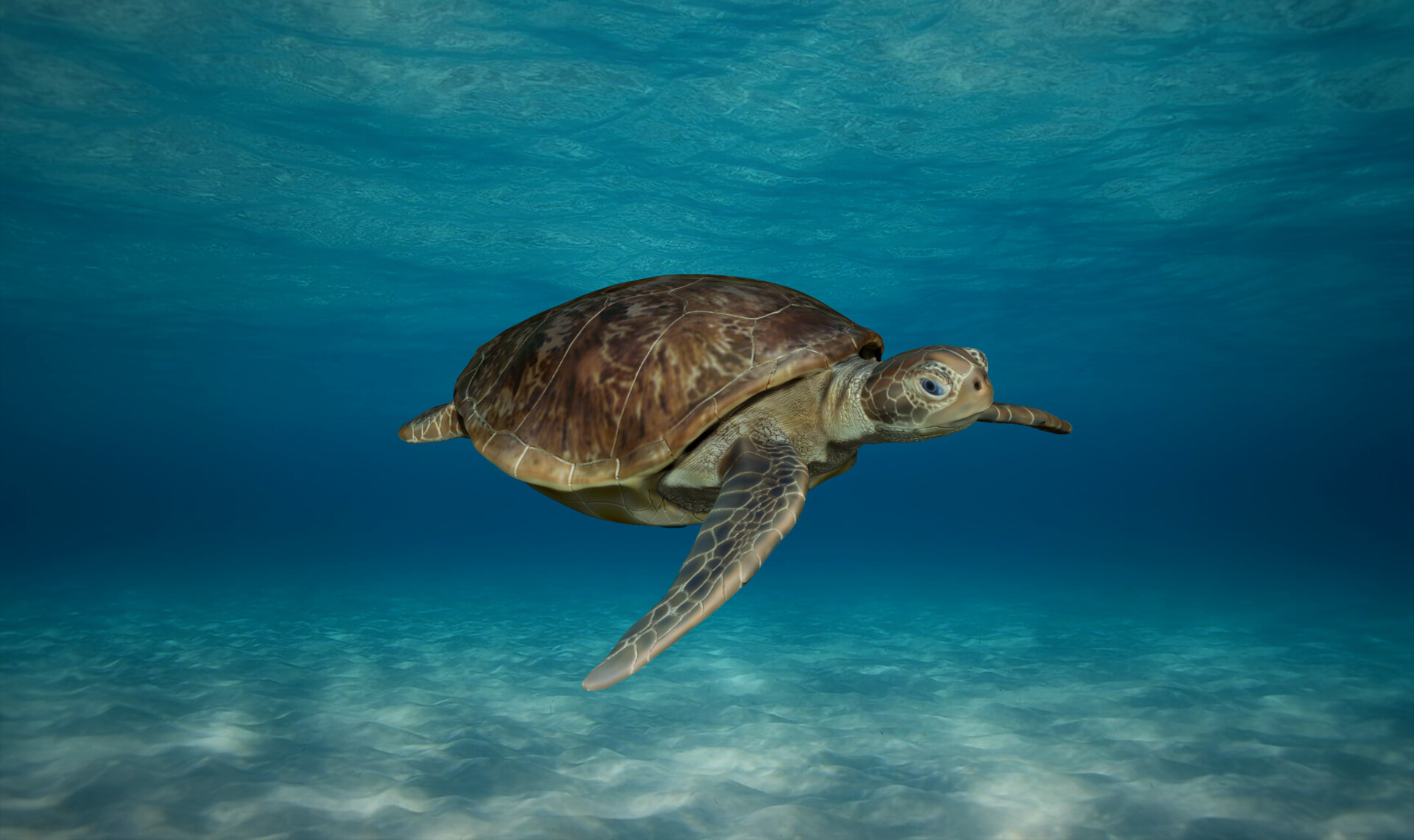 ArtStation - Green Sea Turtle