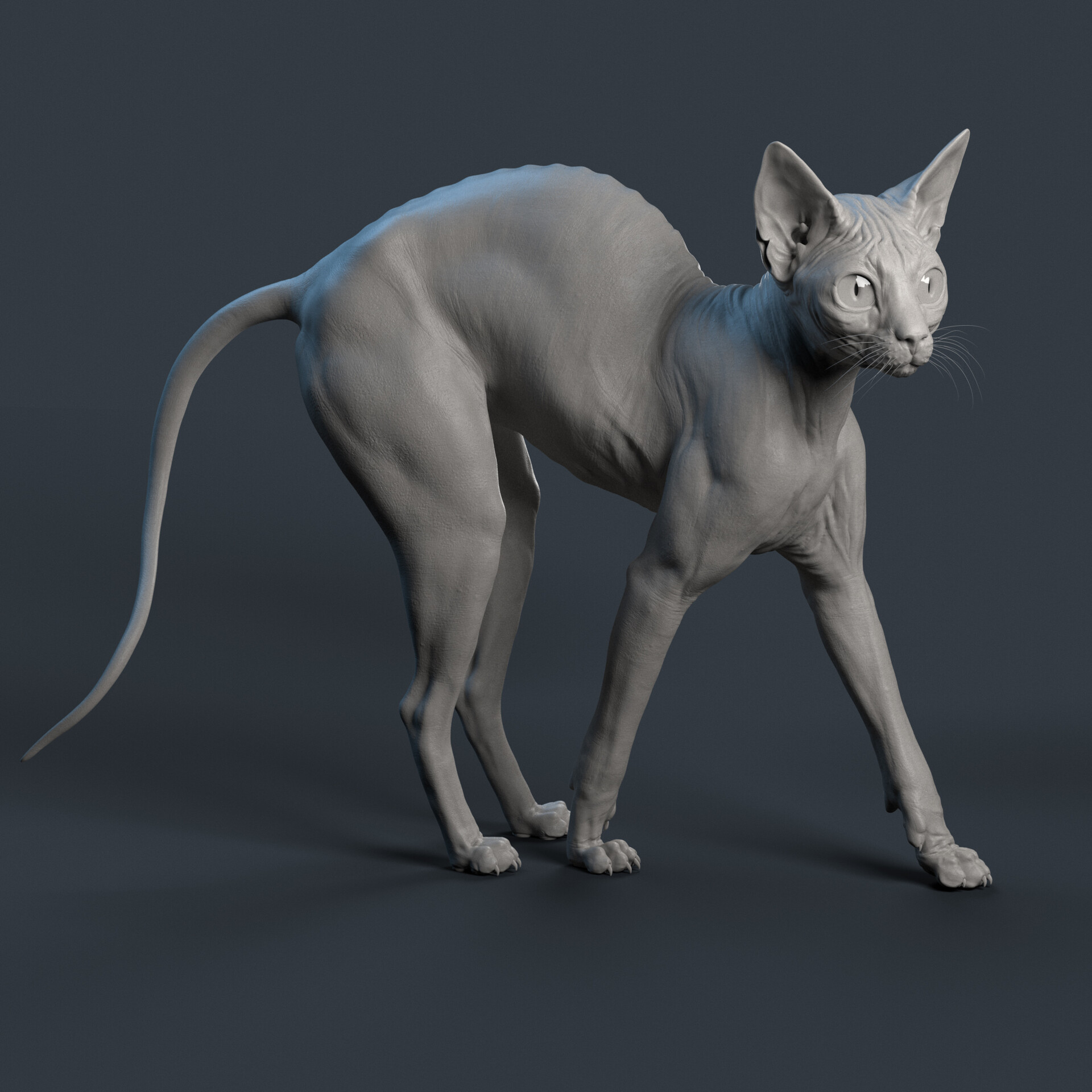 Tetiana Vorobiei - Sphinx (Anatomy practice#1)