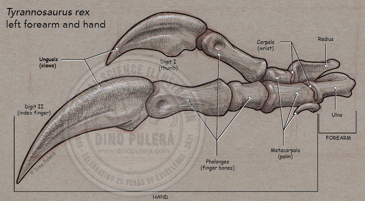 Dino Pulerà - Animal Anatomy - Scientific Illustration