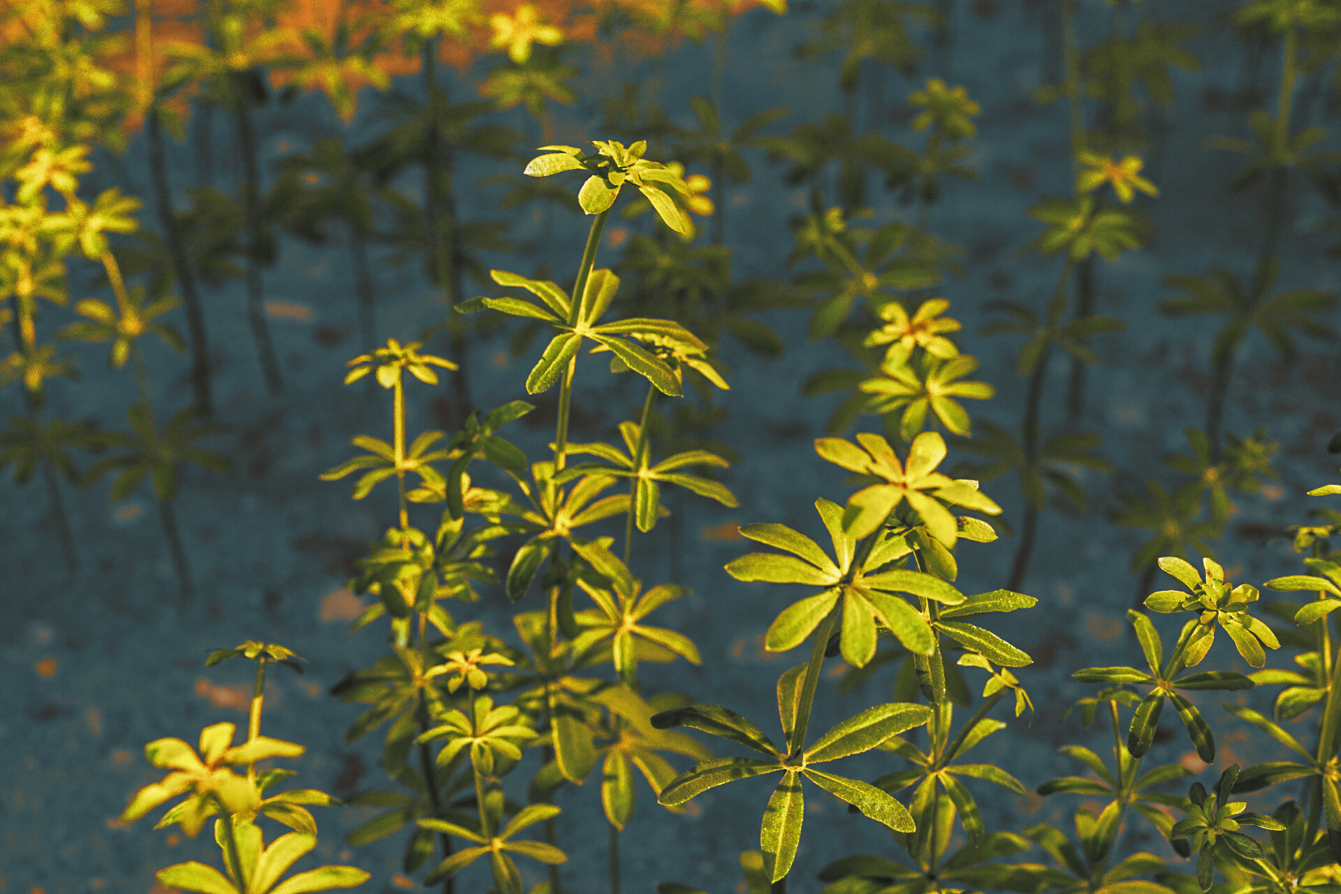 ArtStation - 3D plants assets recreation