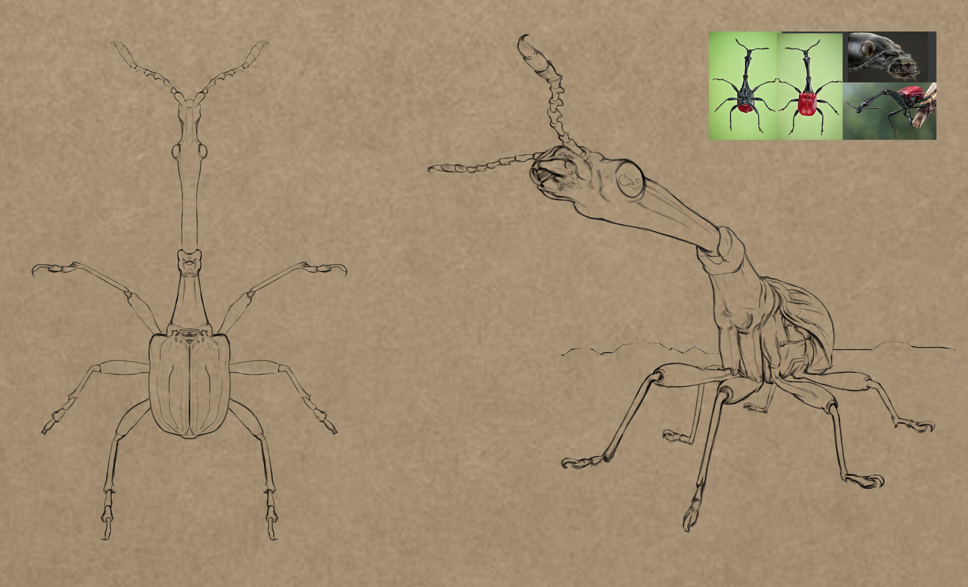how to draw a giraffe weevil
