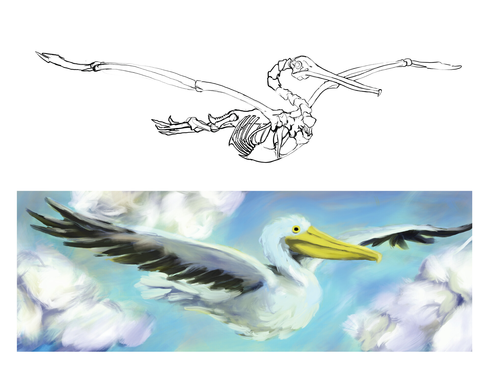 ArtStation - Bird Anatomy Study