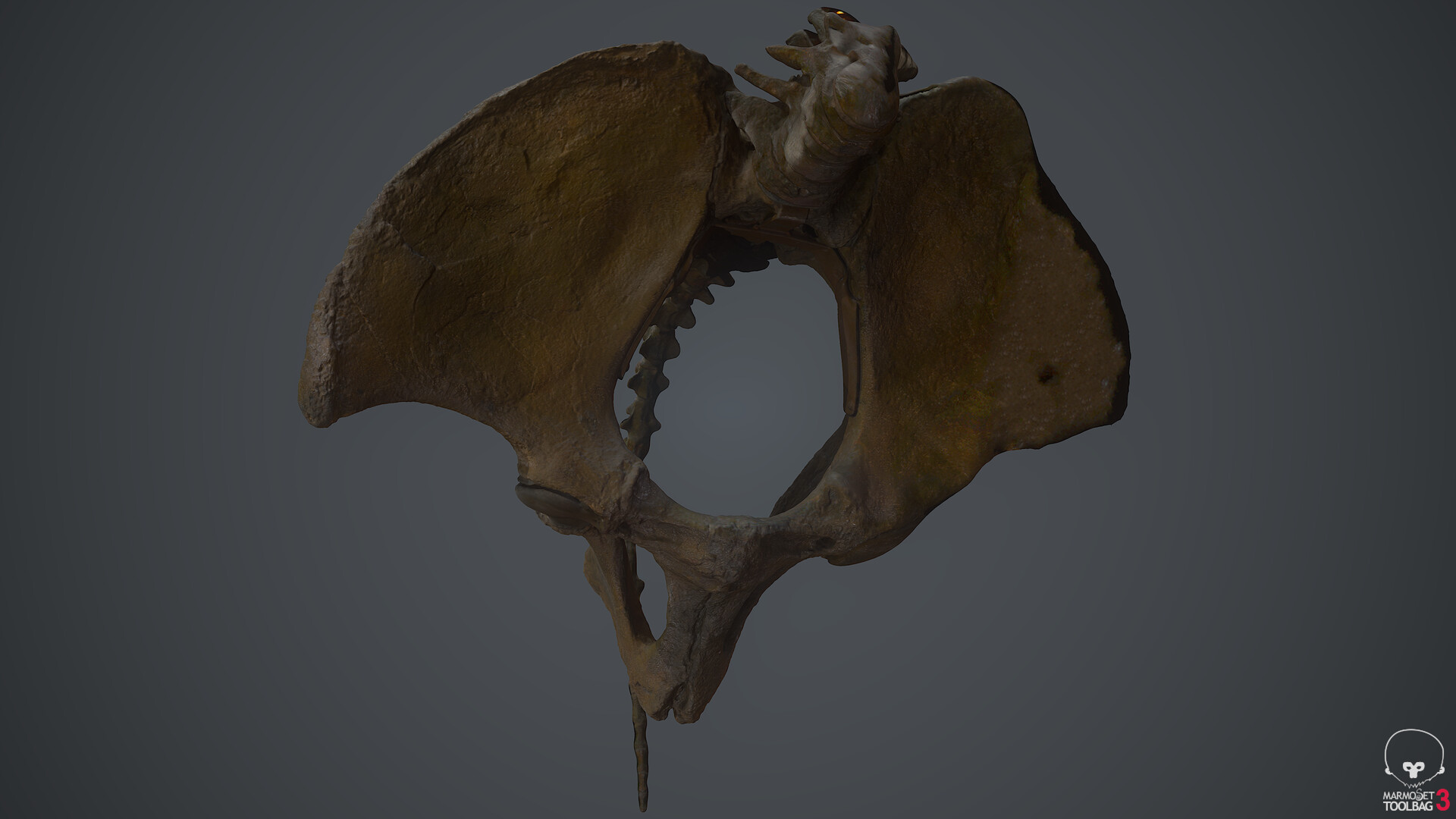 gomphotherium skull