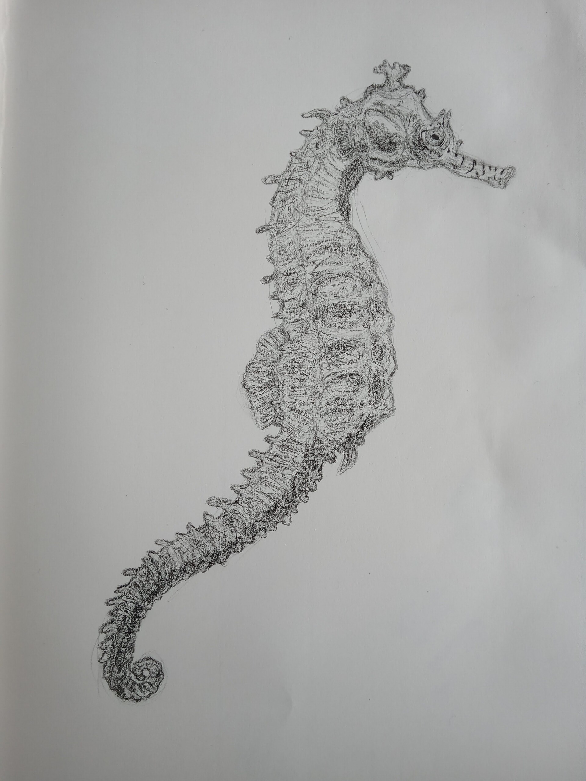 Seahorse Pencil Drawings