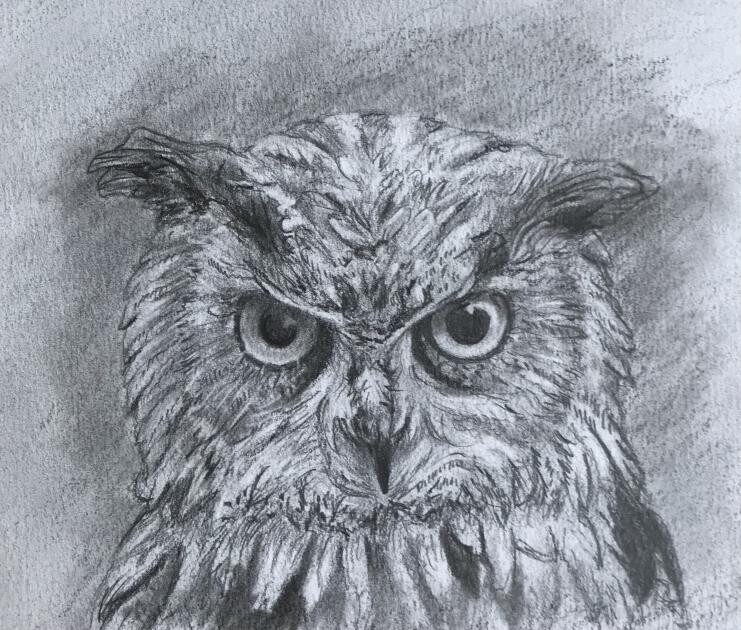 ArtStation - Owl Drawing