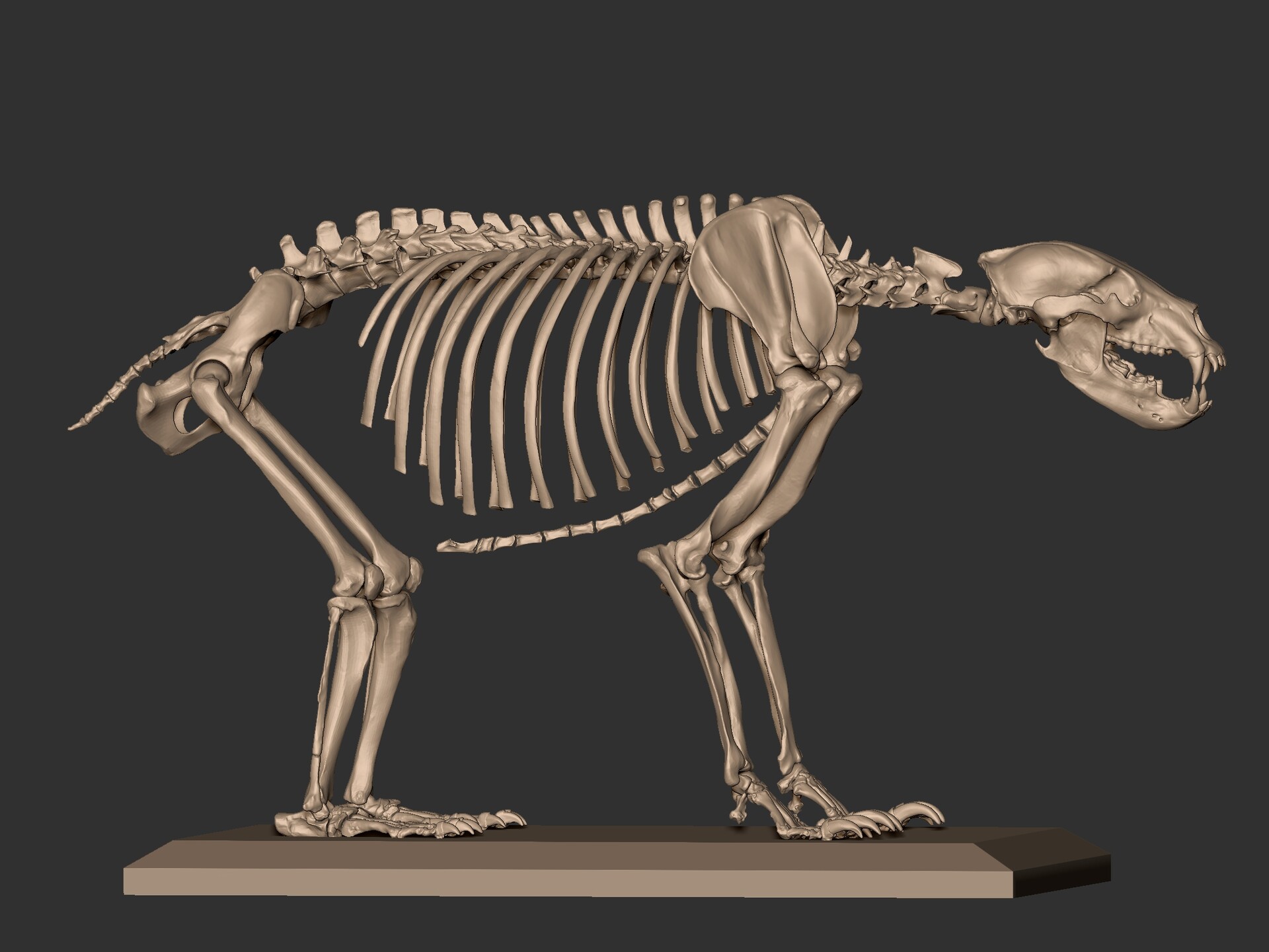 Grizzly Bear Skeleton Diagram