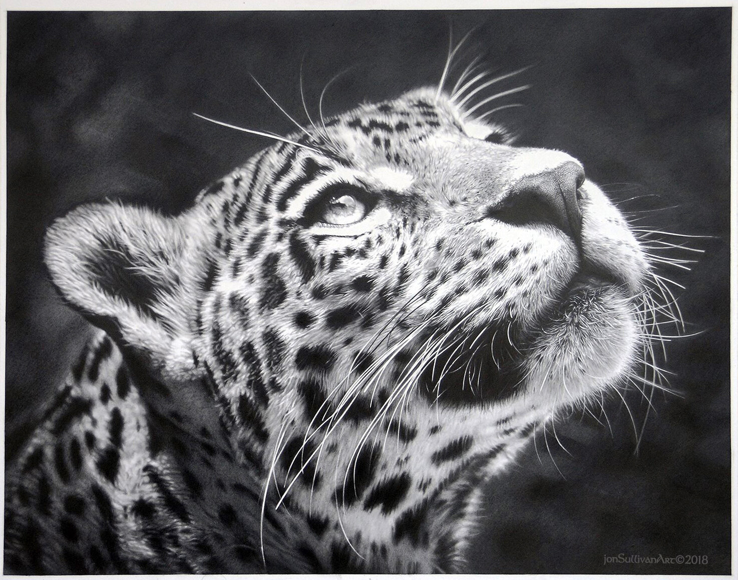 Pencil Drawings Of Leopards