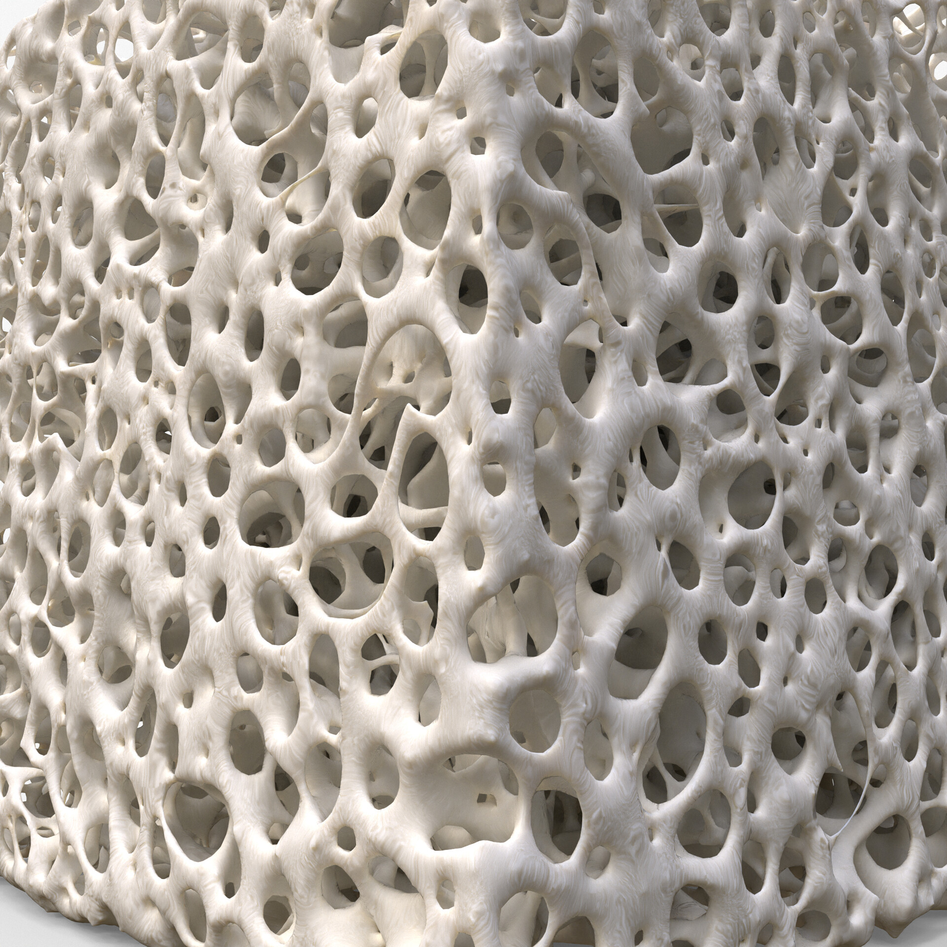 3D Lime - Bone Sponge Structure