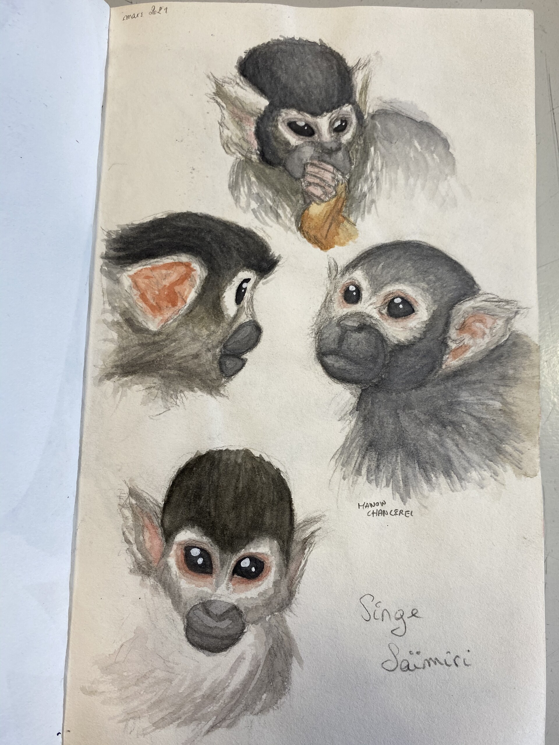 ArtStation - Saïmiri Monkeys (MARCH 2021)