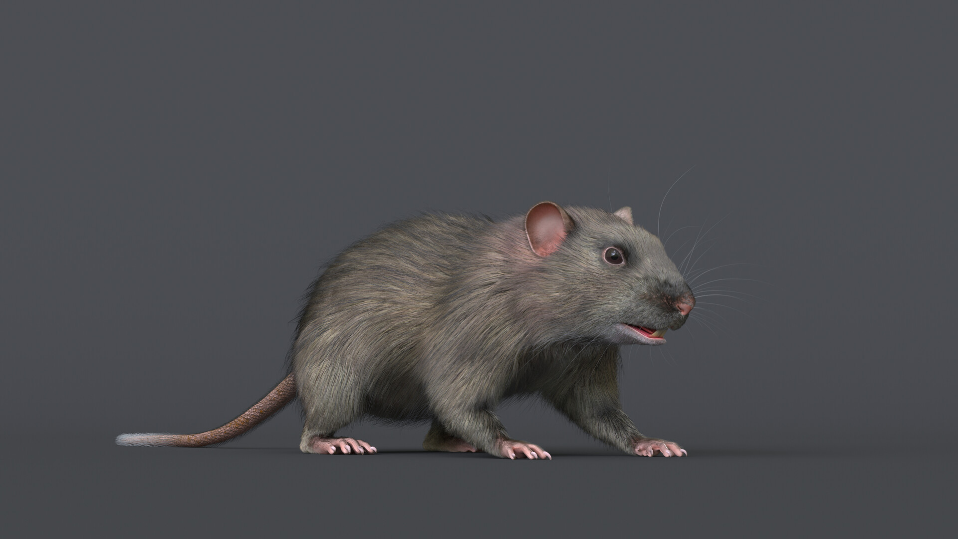 Reni Dlouhy - Archie the rat