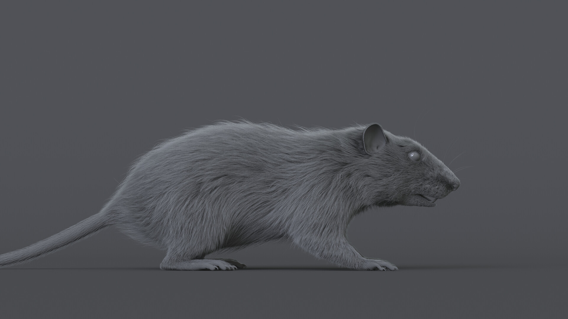 Reni Dlouhy - Archie the rat