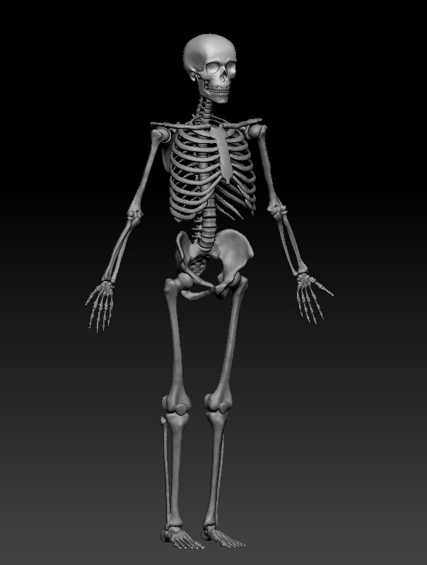 ArtStation - Skeleton