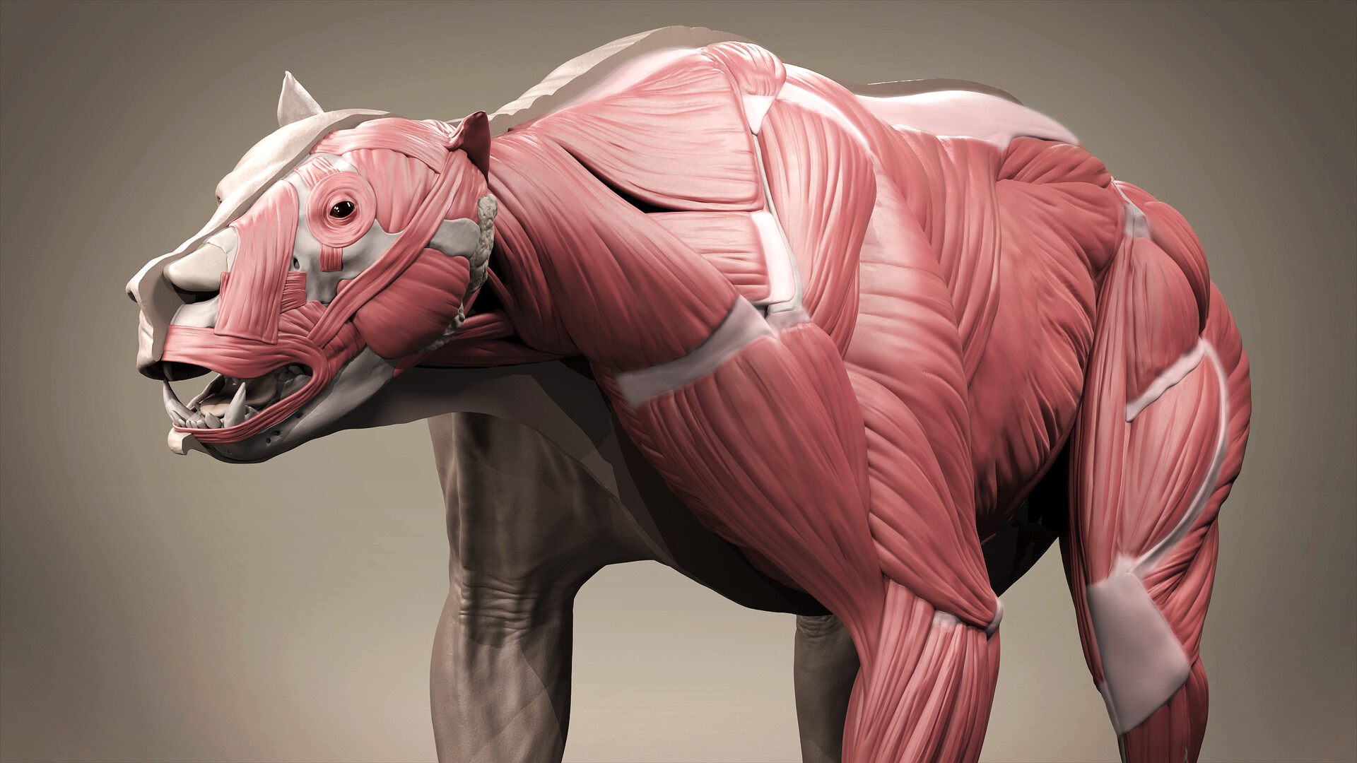 Grizzly Bear Anatomy