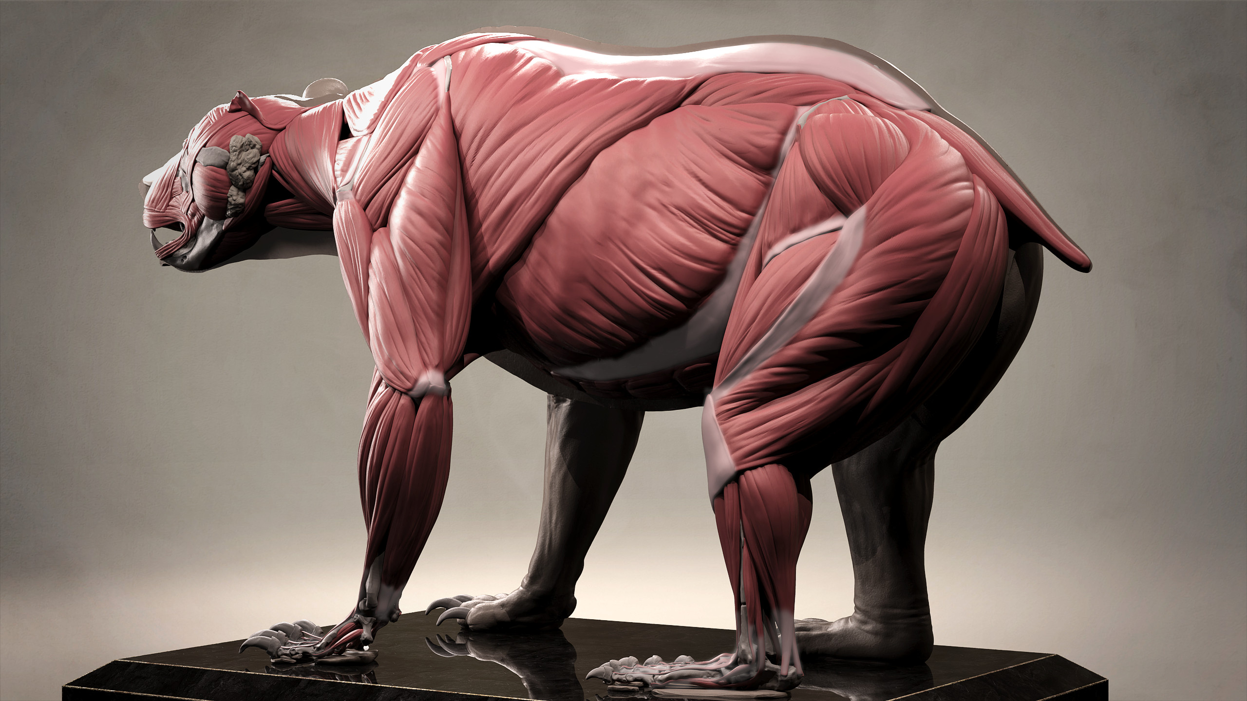 Stan Kolev - Grizzly Bear Anatomy, Ursus arctos horribilis