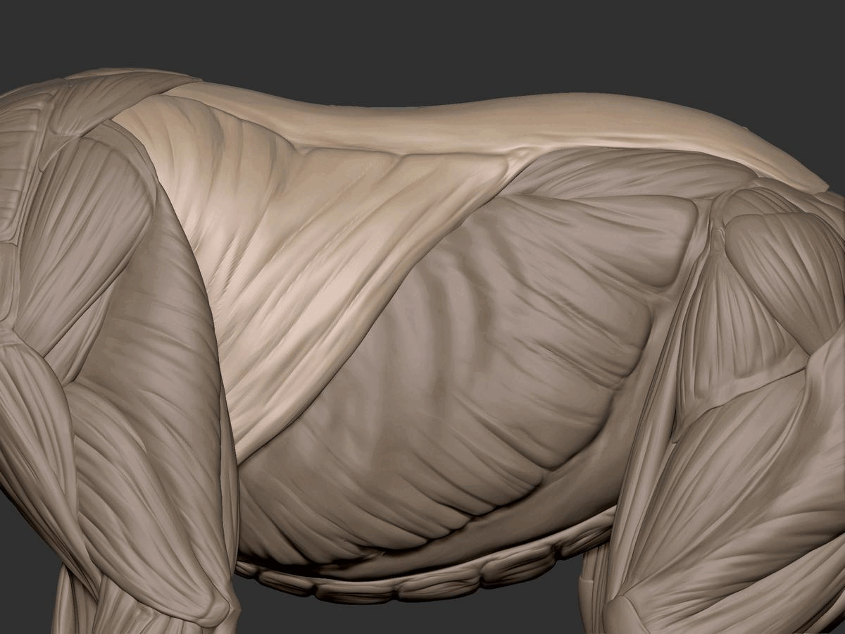 Grizzly Bear Skeleton Diagram