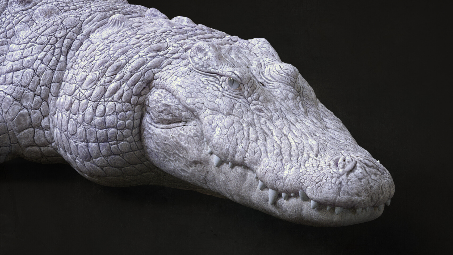 Aritz Basauri - Albino Alligator