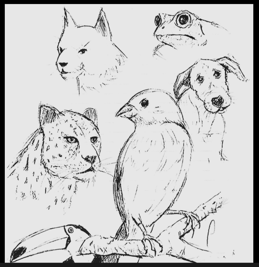 ArtStation - Animal studies - sketch