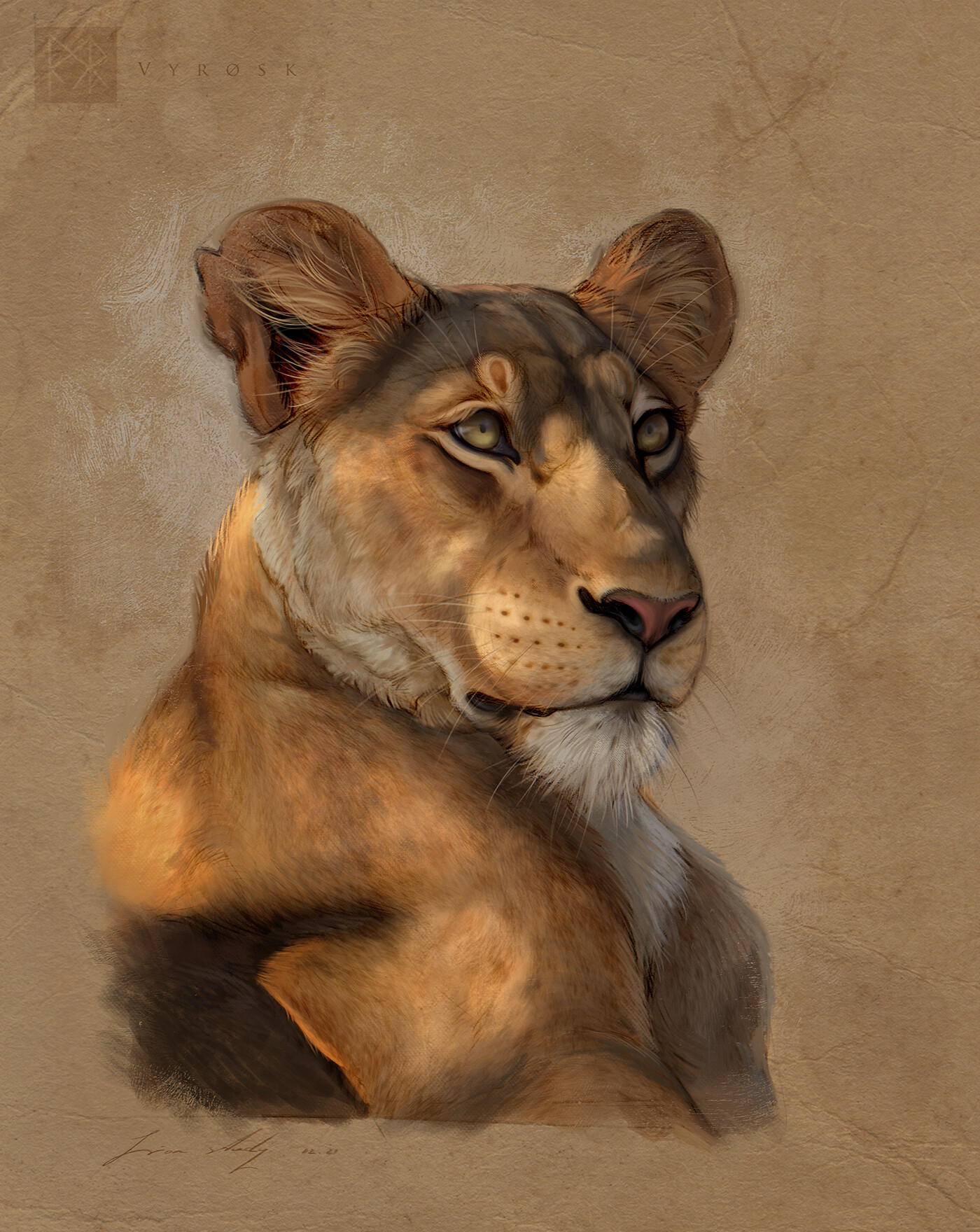 ArtStation - Lioness Study