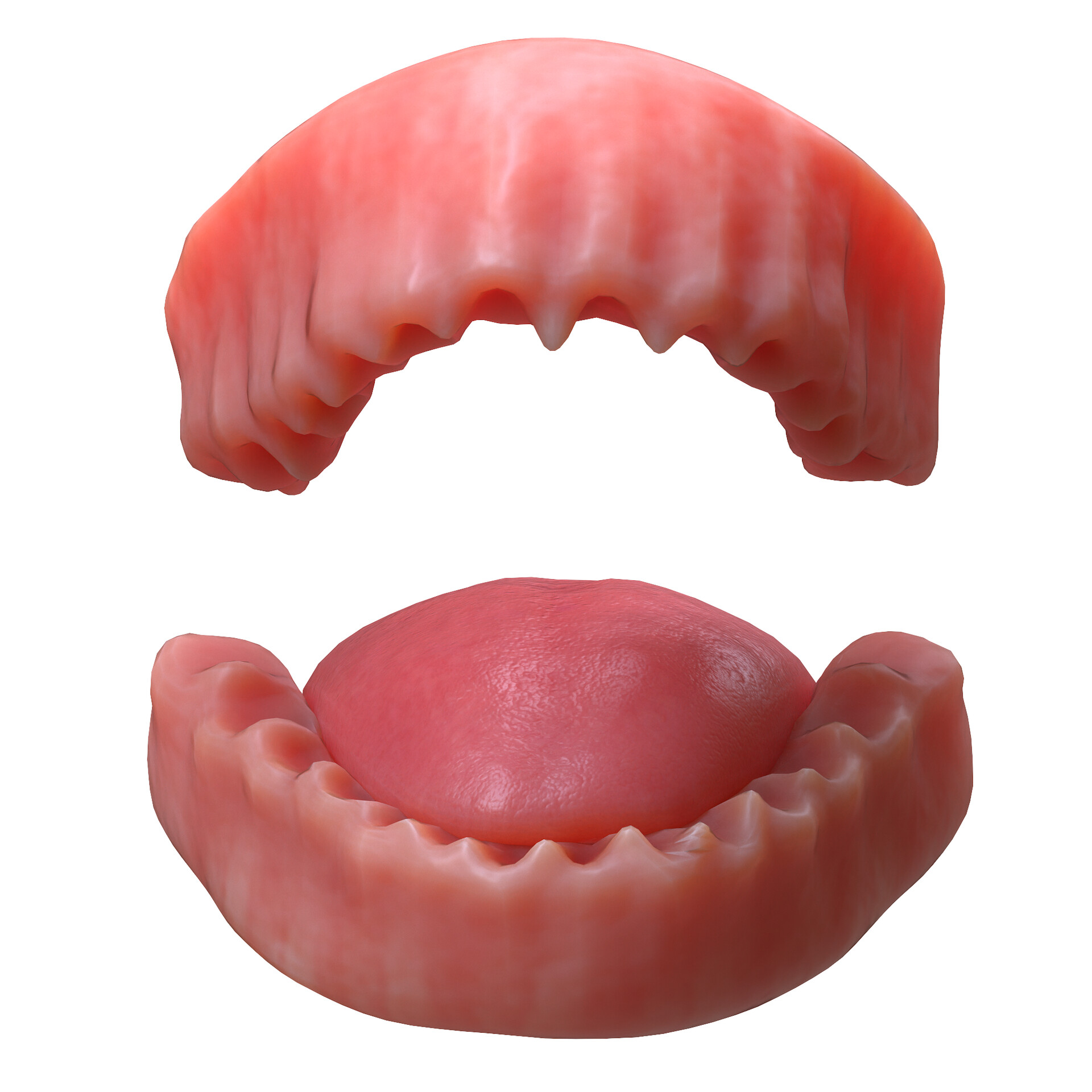 3D Lime - Human Mouth Teeth Tongue