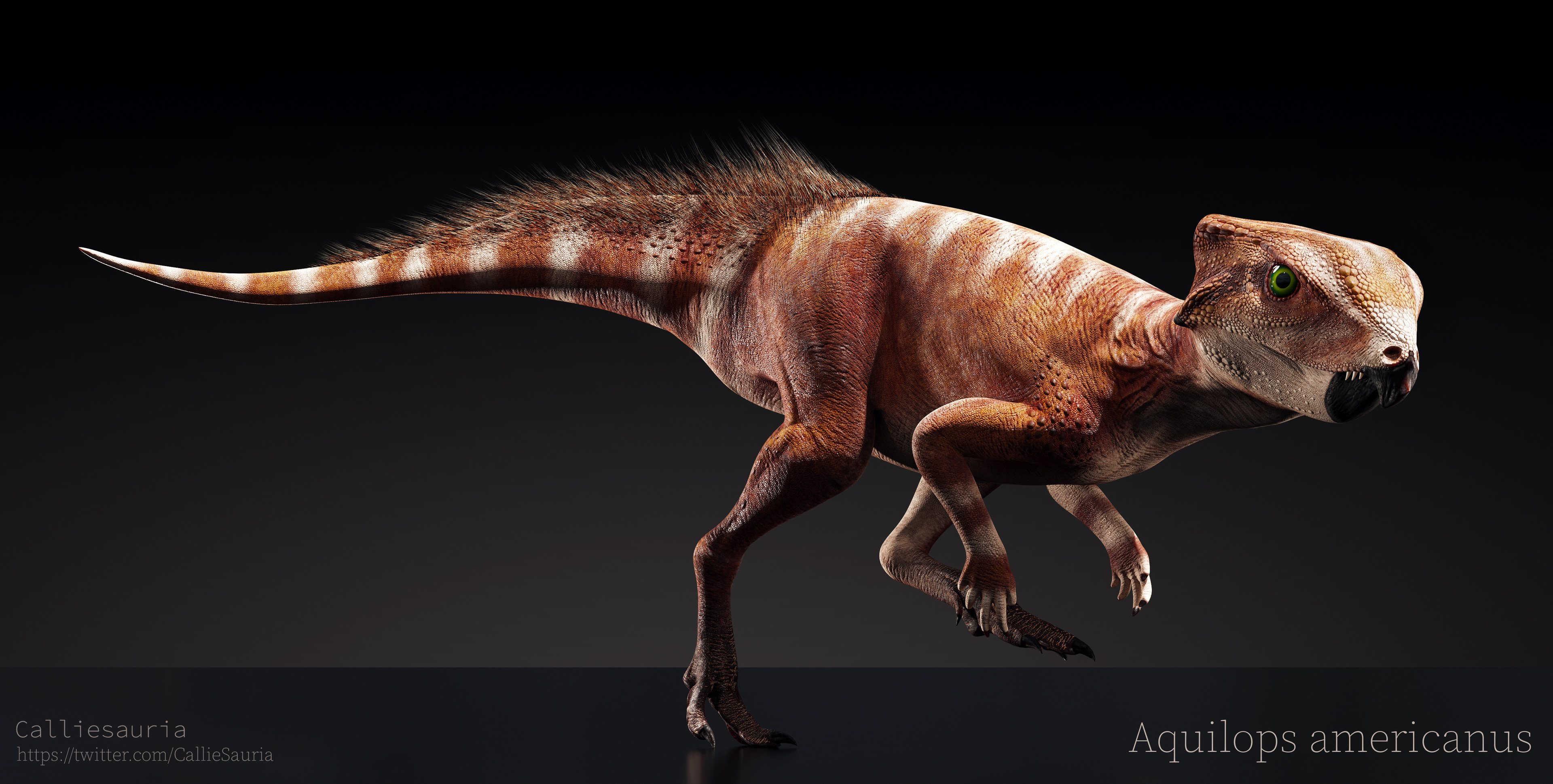 Karisauria - Aquilops americanus