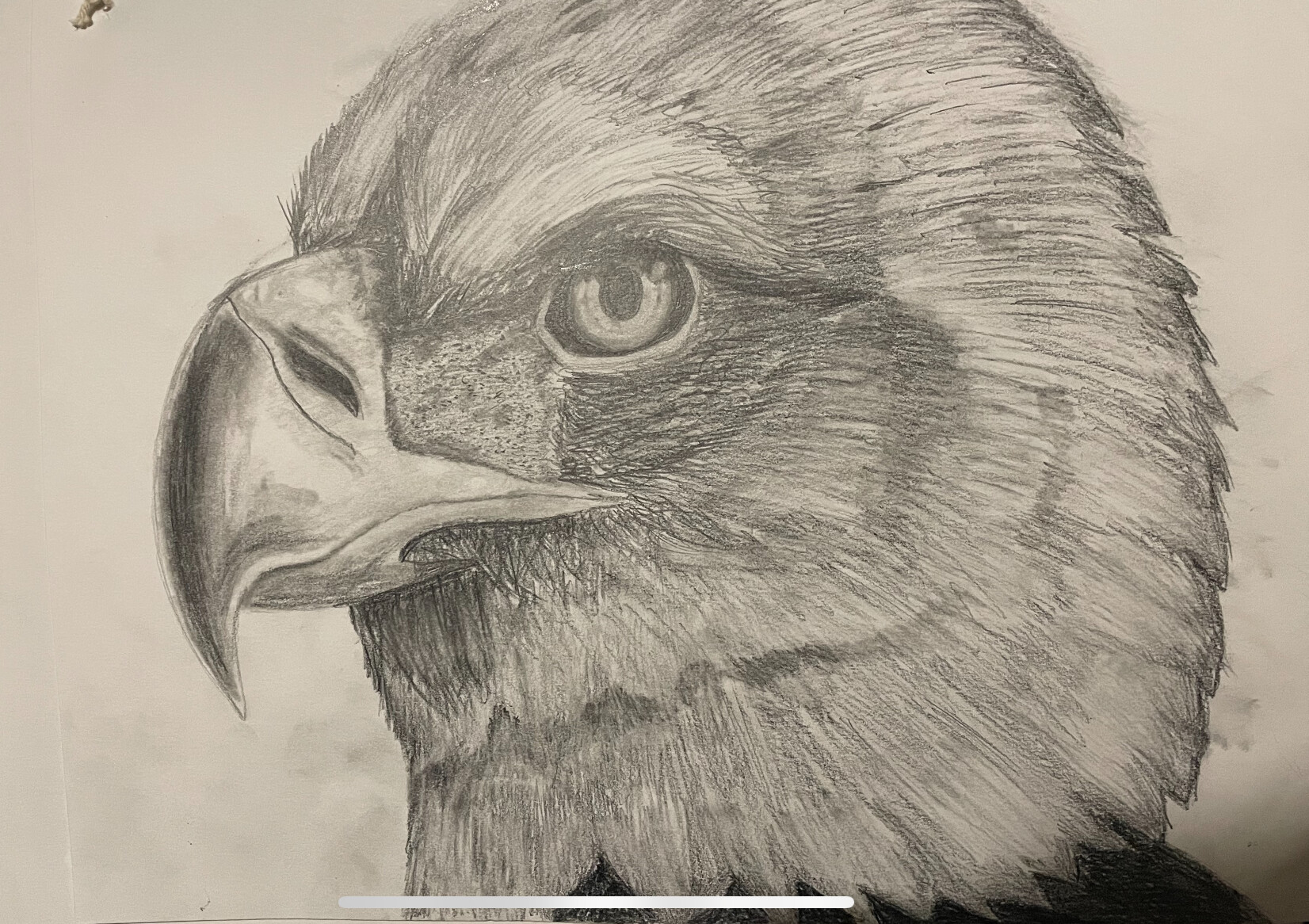 ArtStation - Pencil Eagle Drawing