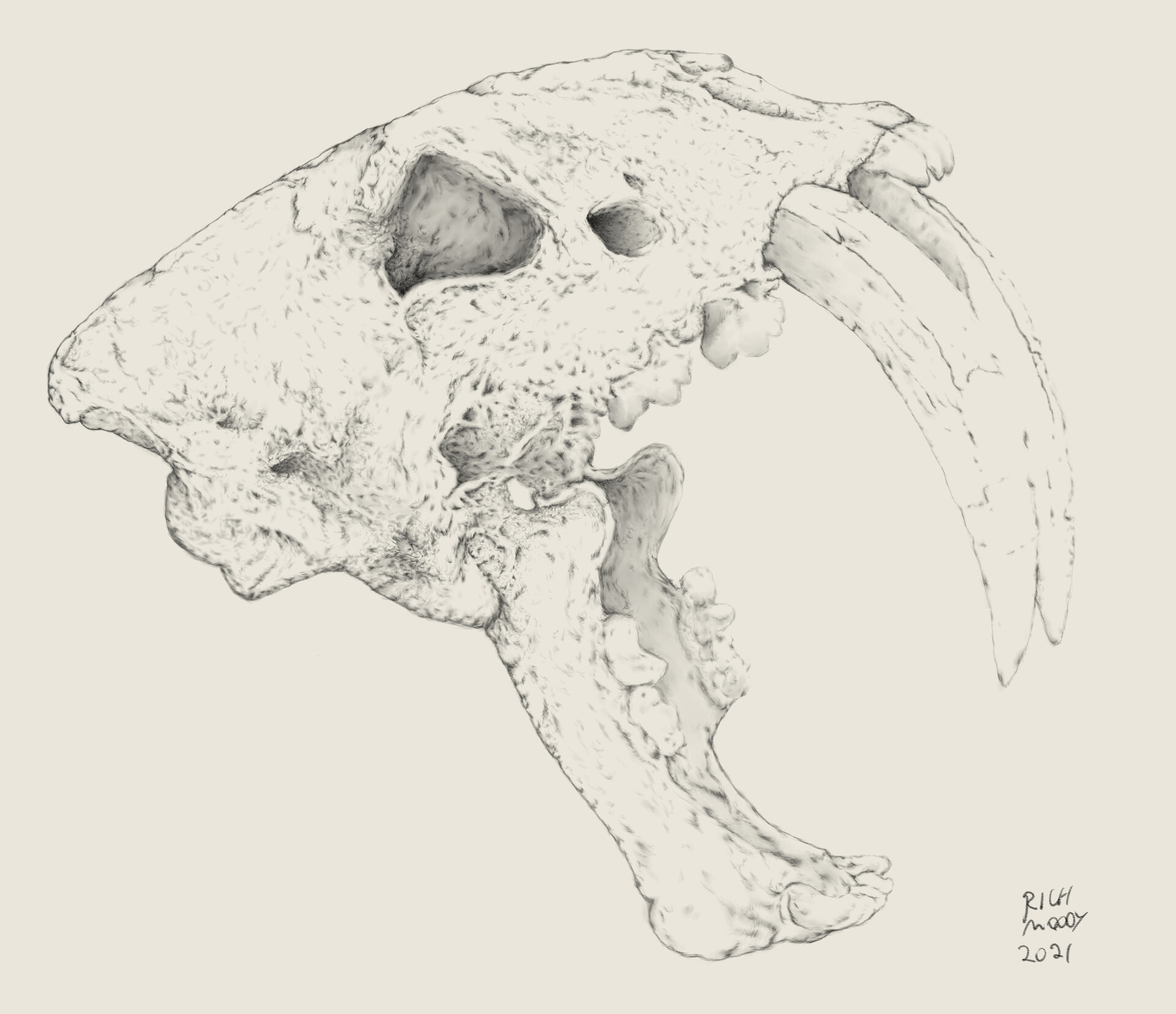 ArtStation - Saber Tooth