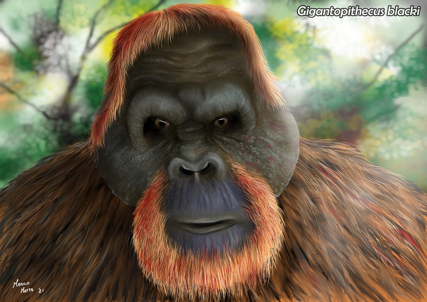 Gigantopithecus Blacki