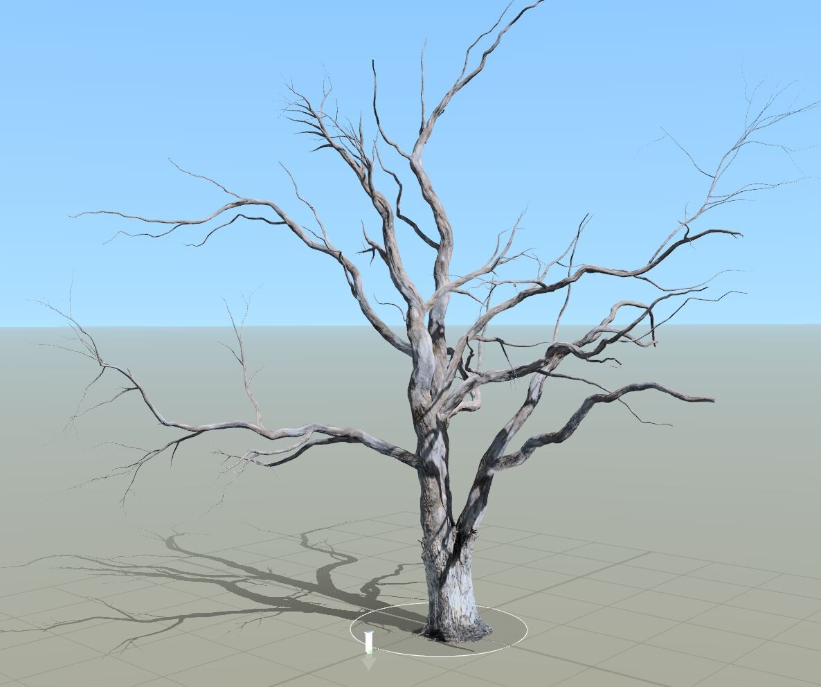 John B - SpeedTree Photogrammetry Eucalyptus Experiments