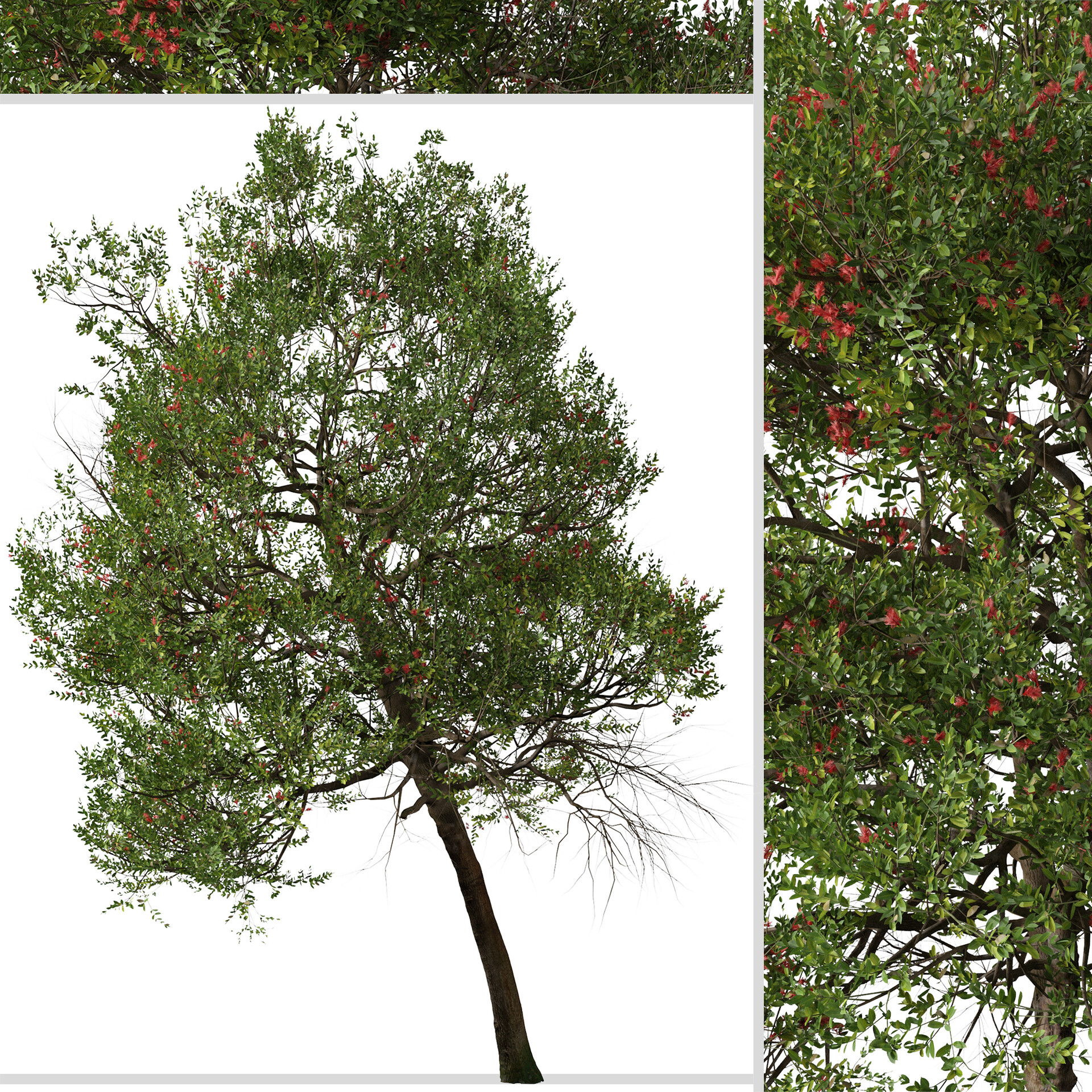 Moonik Office - Set of Metrosideros excelsa Tree ( Pohutukawa ) (2 Trees)