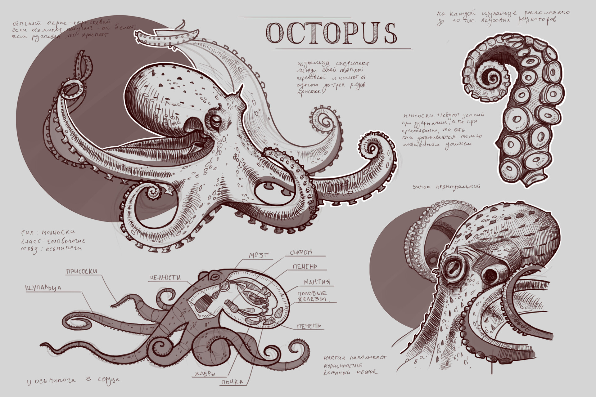 ArtStation - Octopus