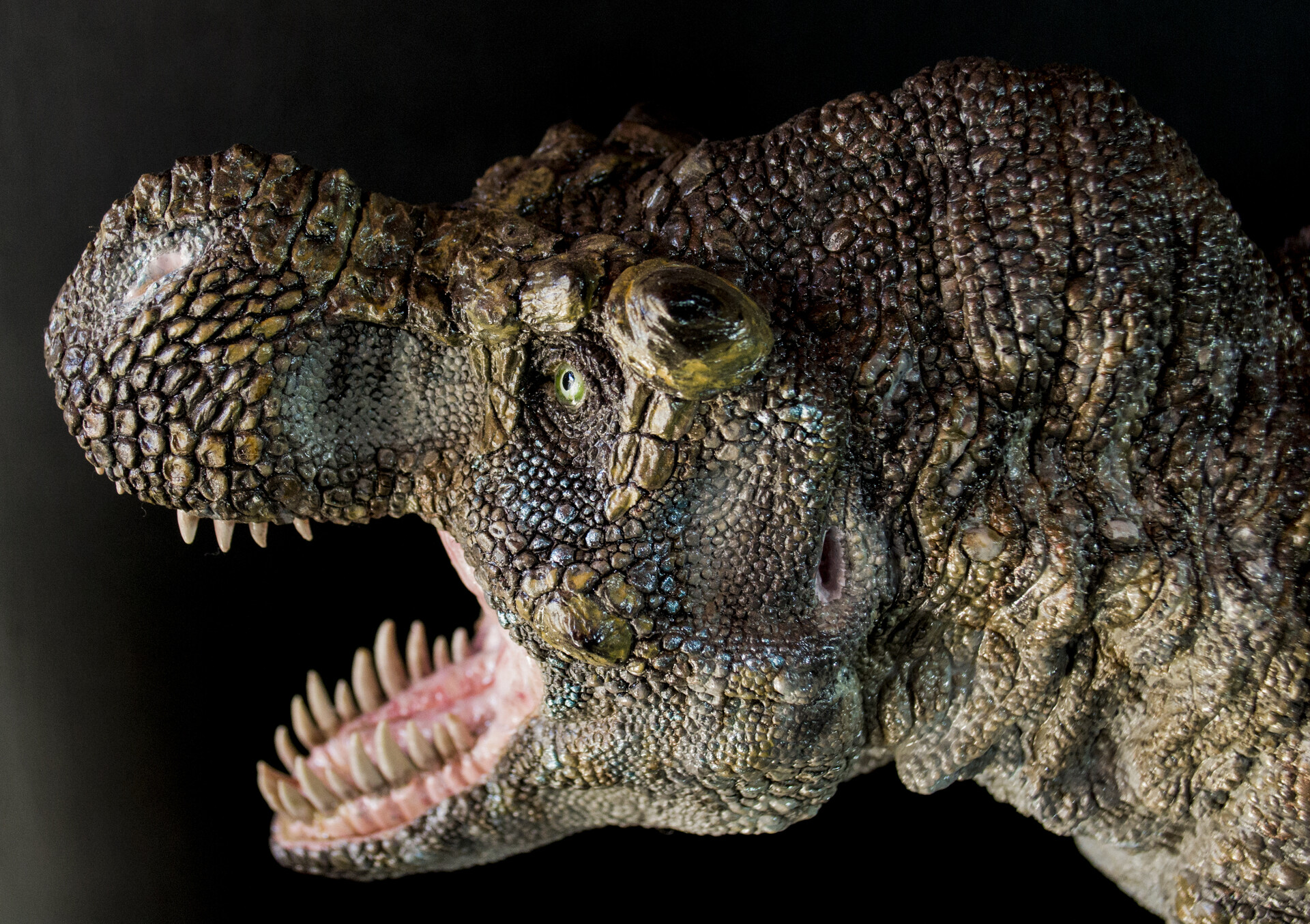 Daniel Isaac - Tyrannosaurus rex