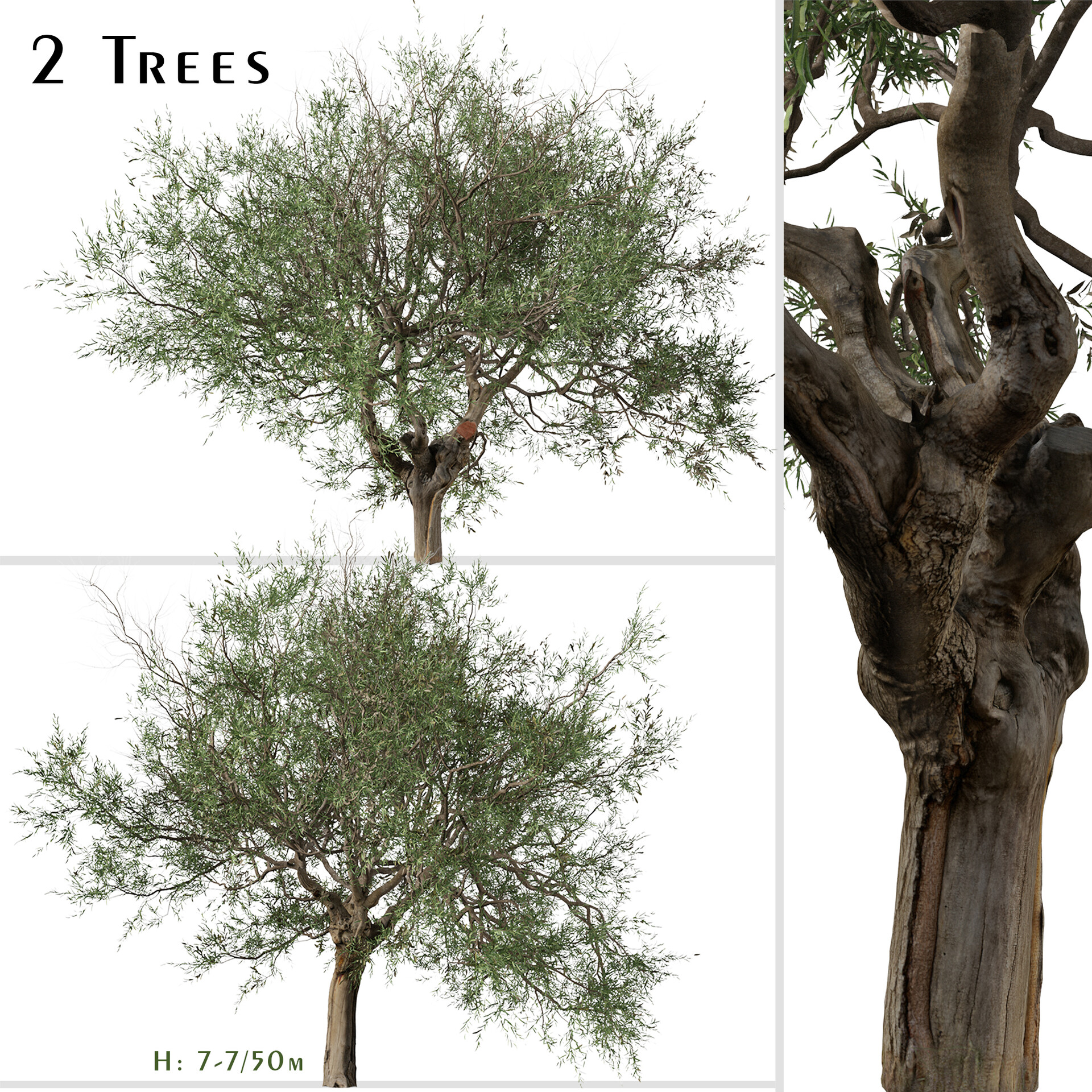 ArtStation - Set of Olive Tree ( Olea europaea ) ( 2 Trees )