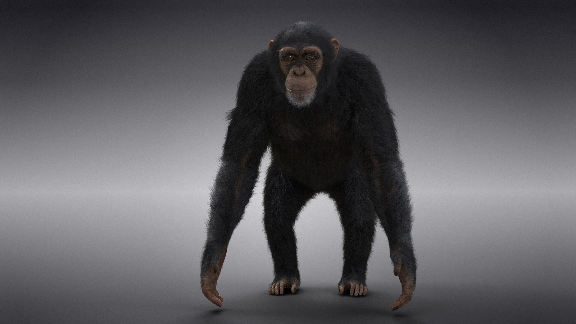 ArtStation - Chimpanzee Animated | VFX Grace