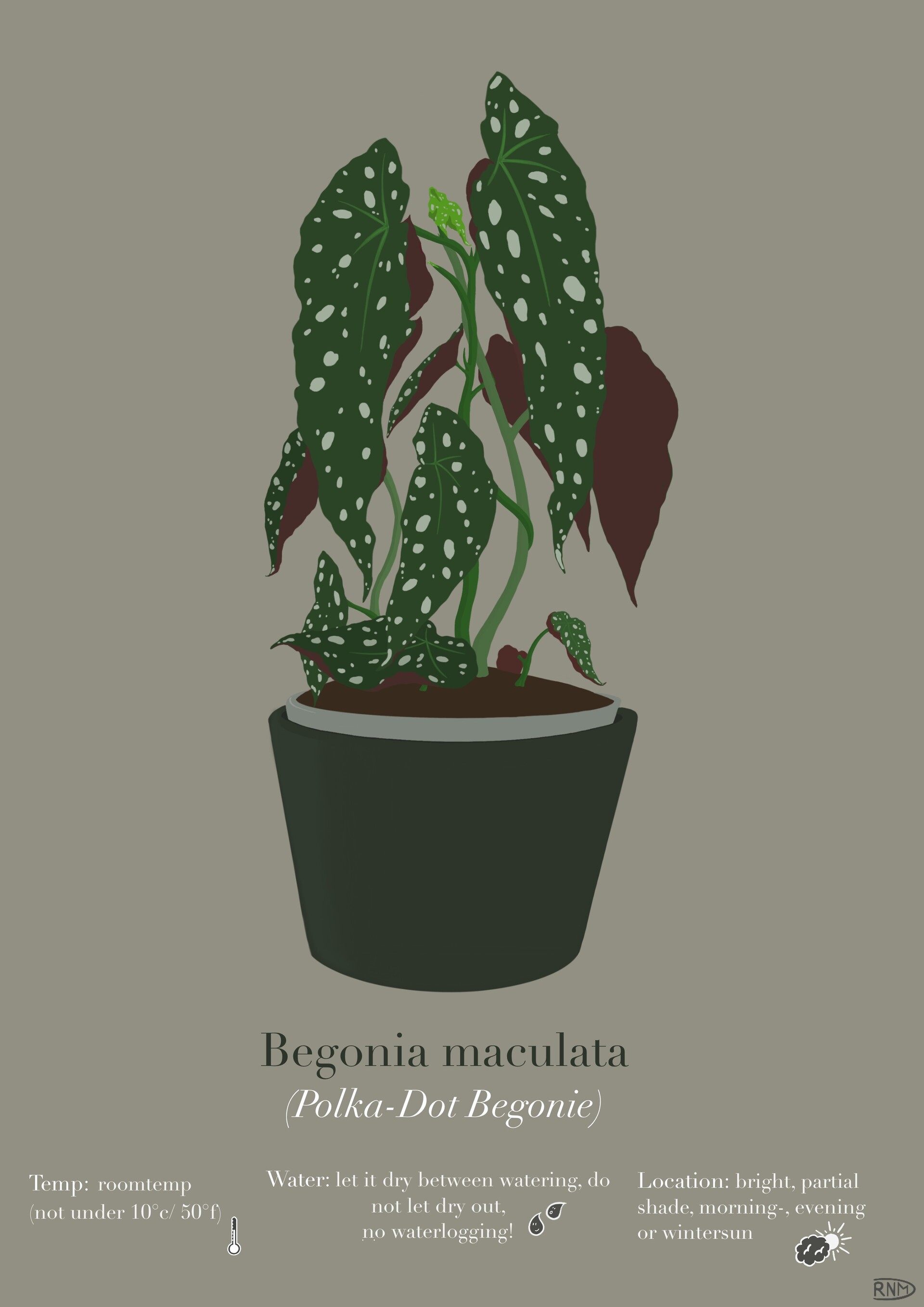 ArtStation - Begonia maculata