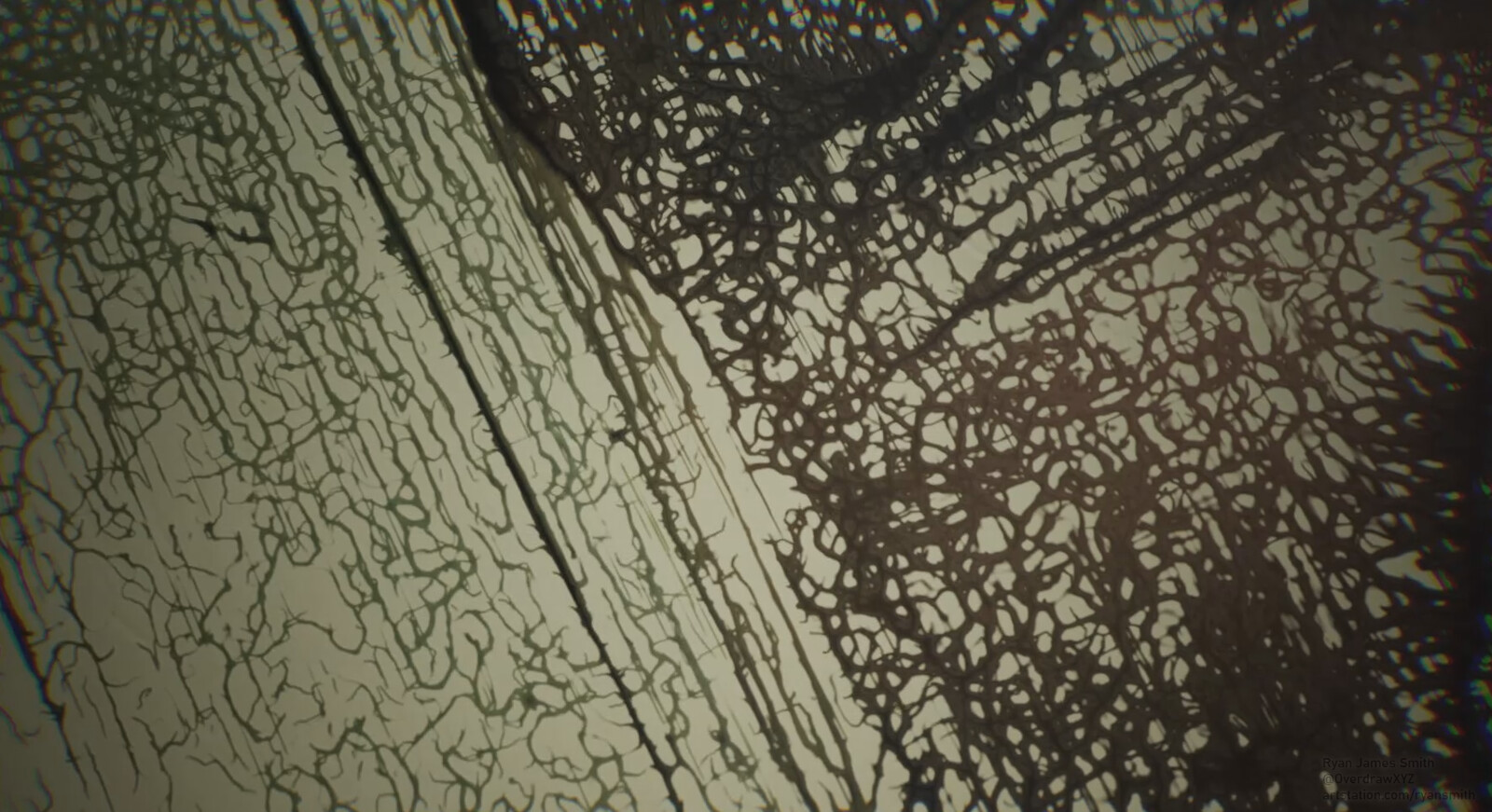 Ryan Smith - Physarum Simulation in UE5's Niagara