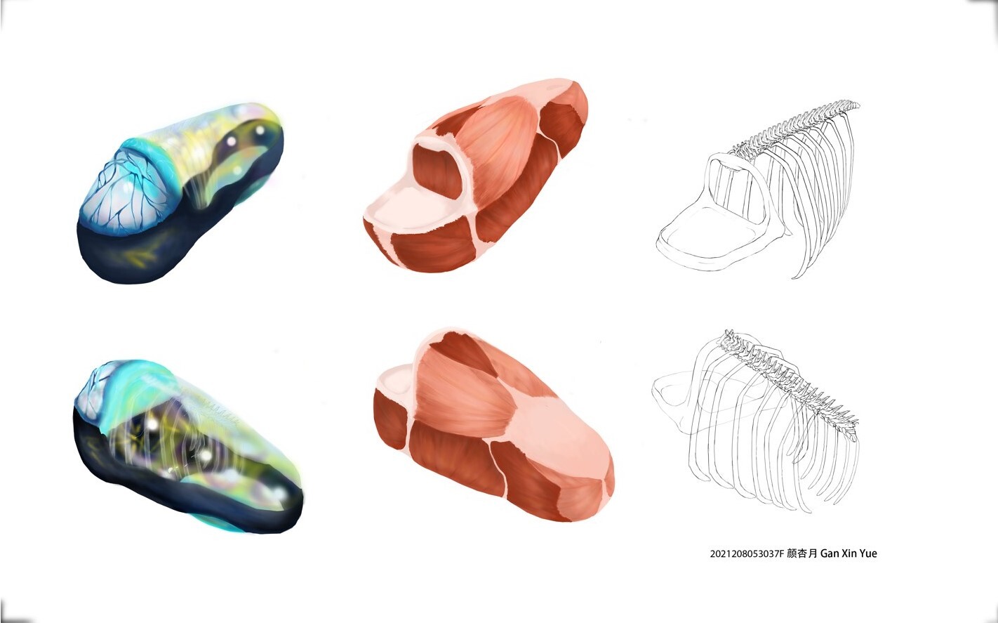 :D - Anatomy for artist course works by 2021 digital，Animation and ...