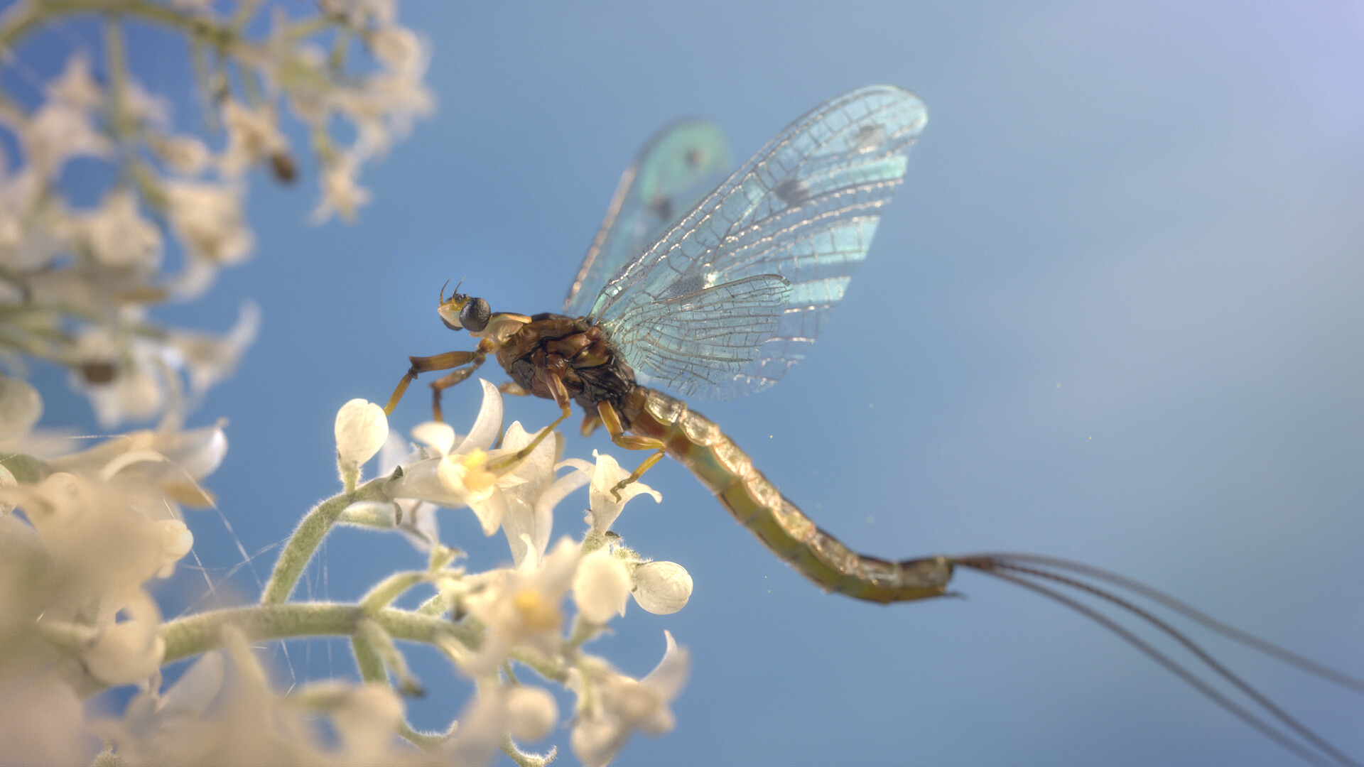 ArtStation - Mayfly ephemera danica