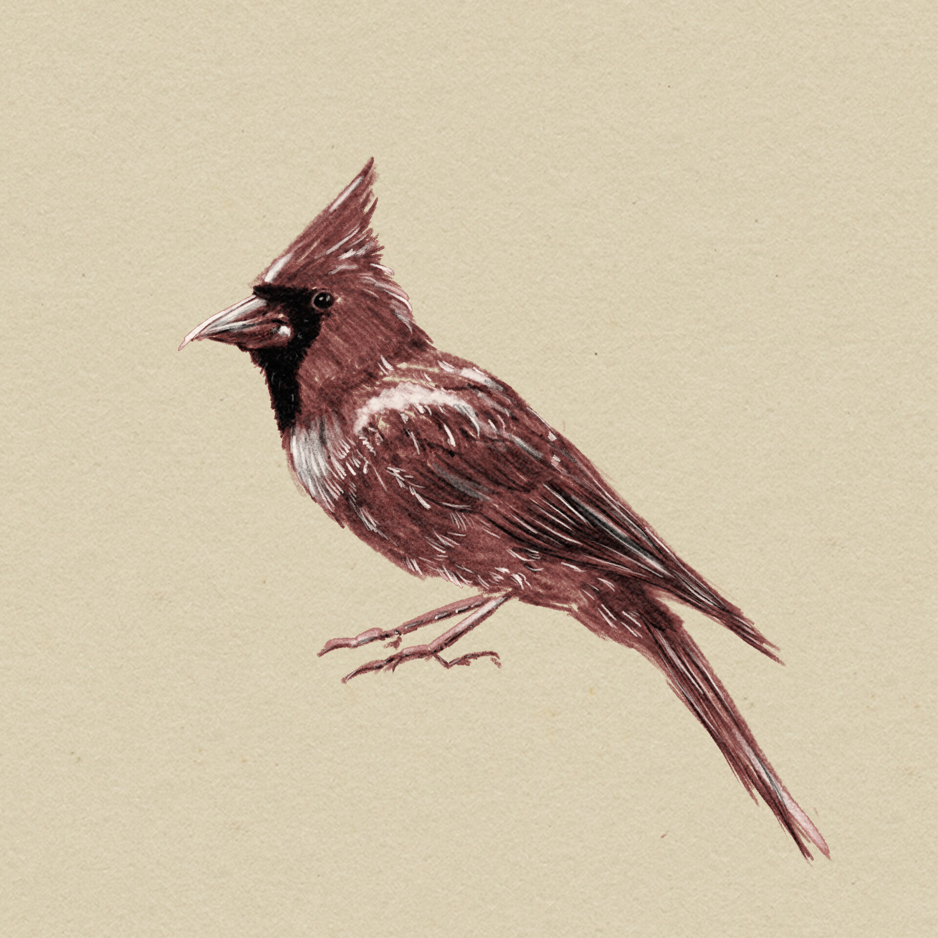 ArtStation - Cardinal