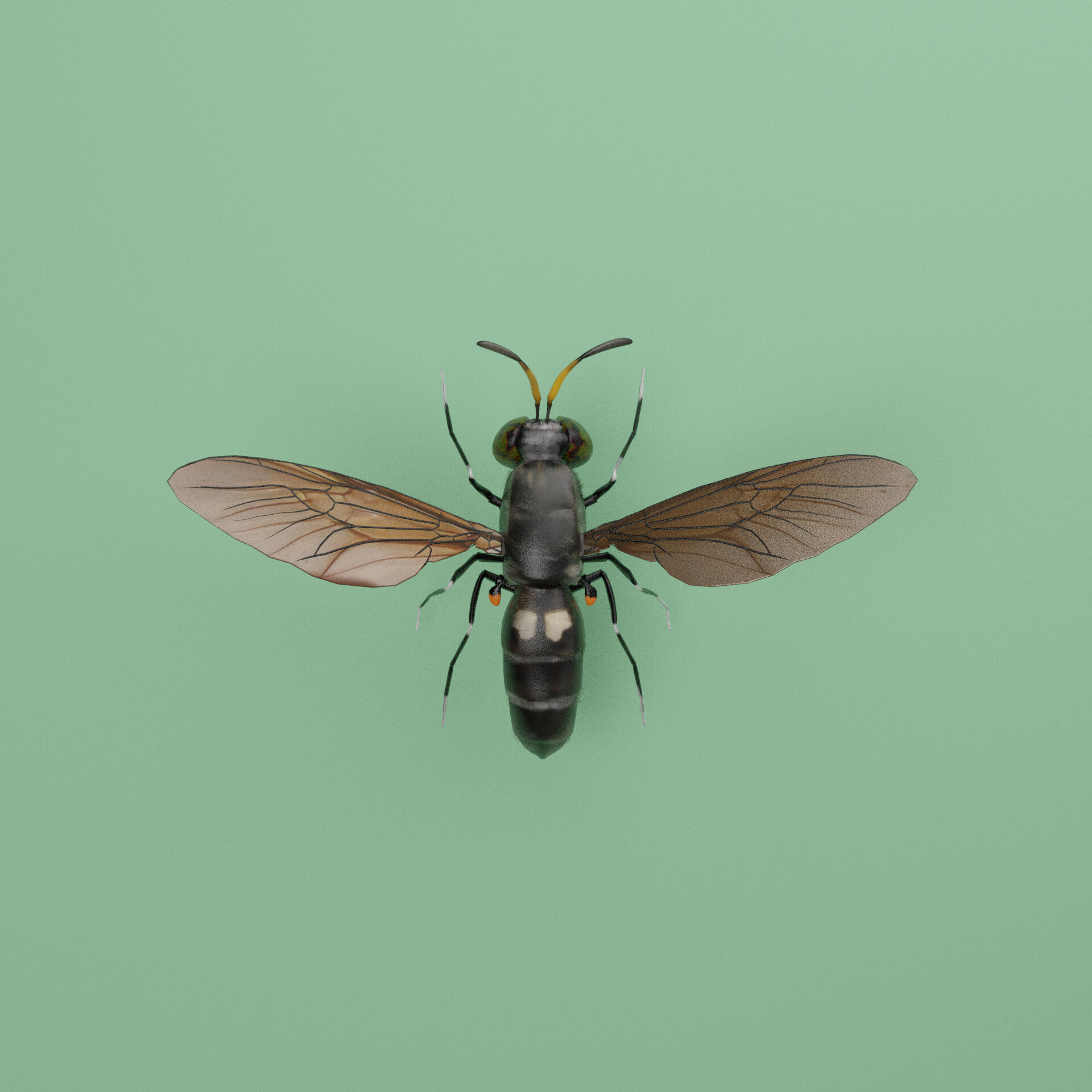 ArtStation - BSF Black Soldier Fly Hermetia Illucens