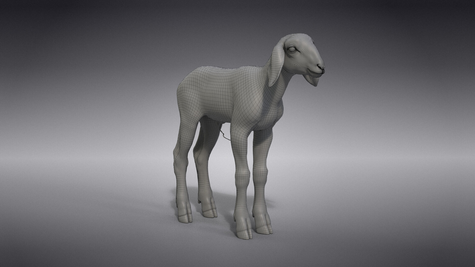 VFX models - Baby Assaf Sheep Animated | VFX Grace
