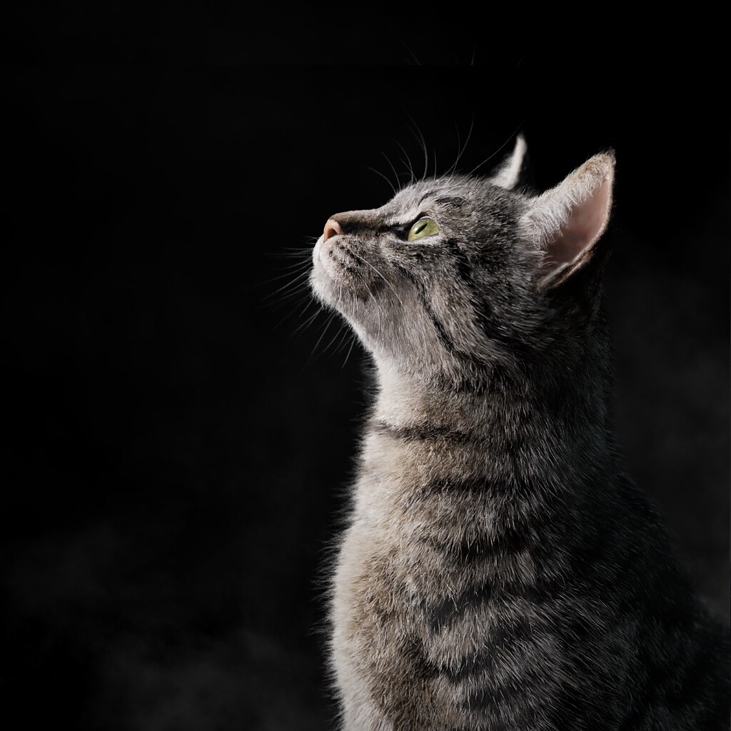 ArtStation - Grey Cat