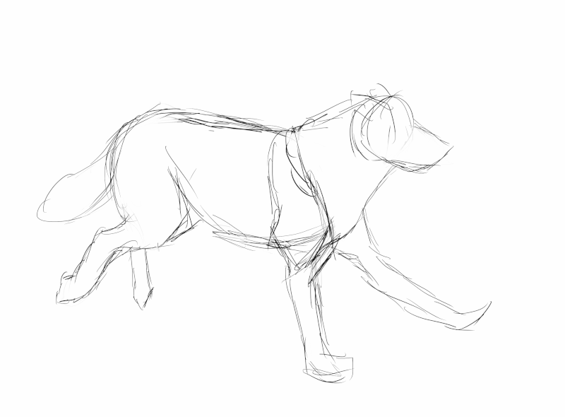 Wolf Run Cycle Steps