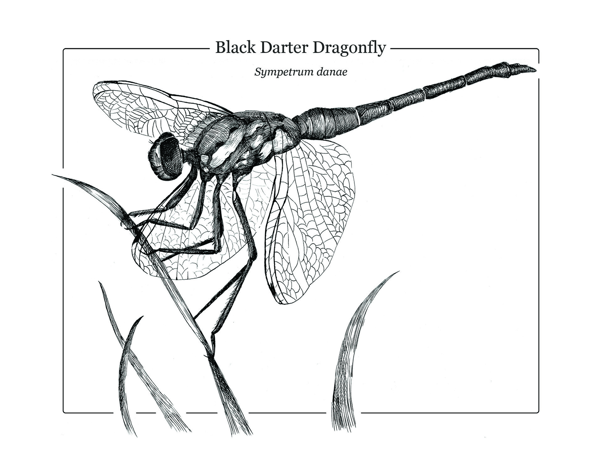 ArtStation - Black Darter Dragonfly