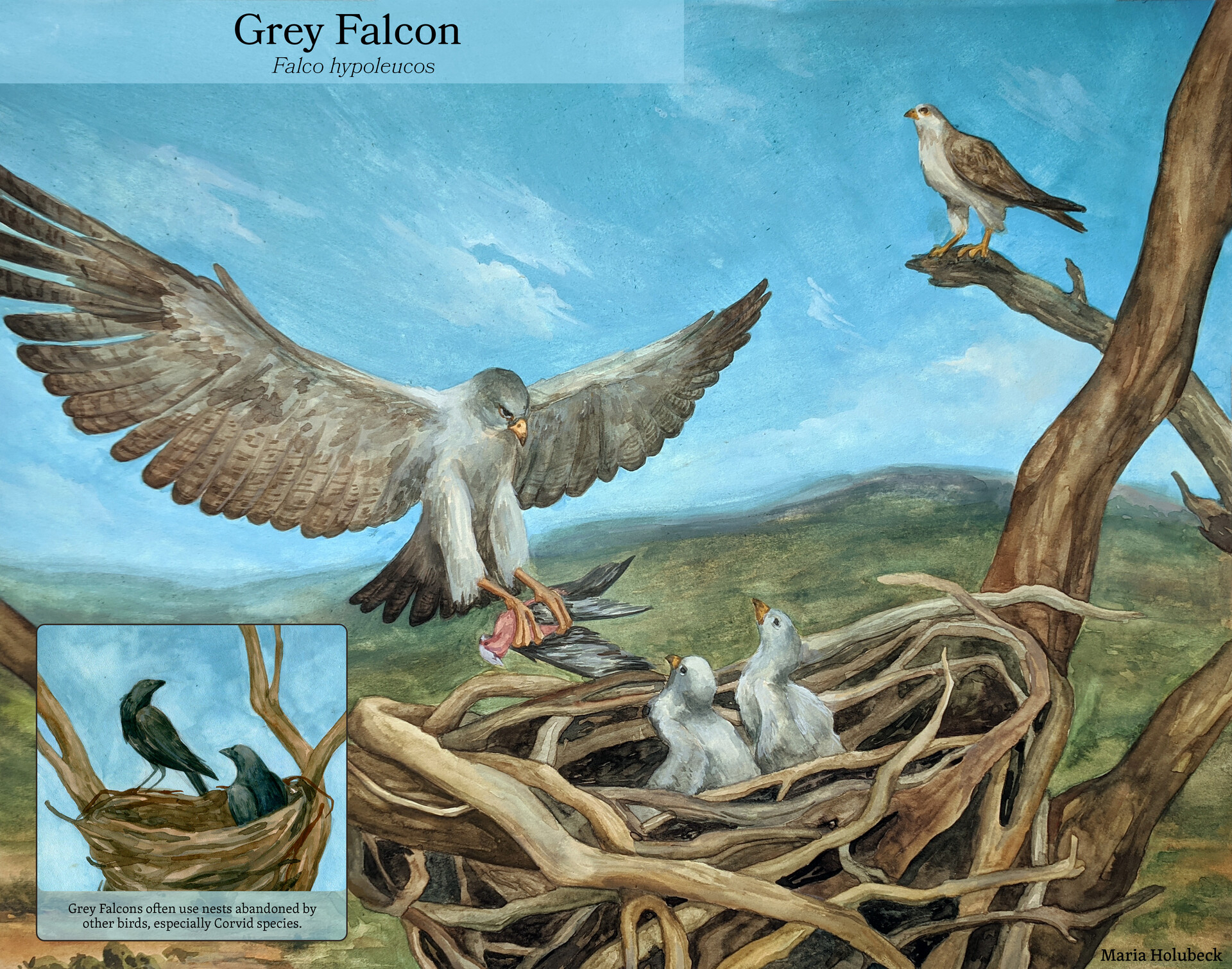 ArtStation - Grey Falcon