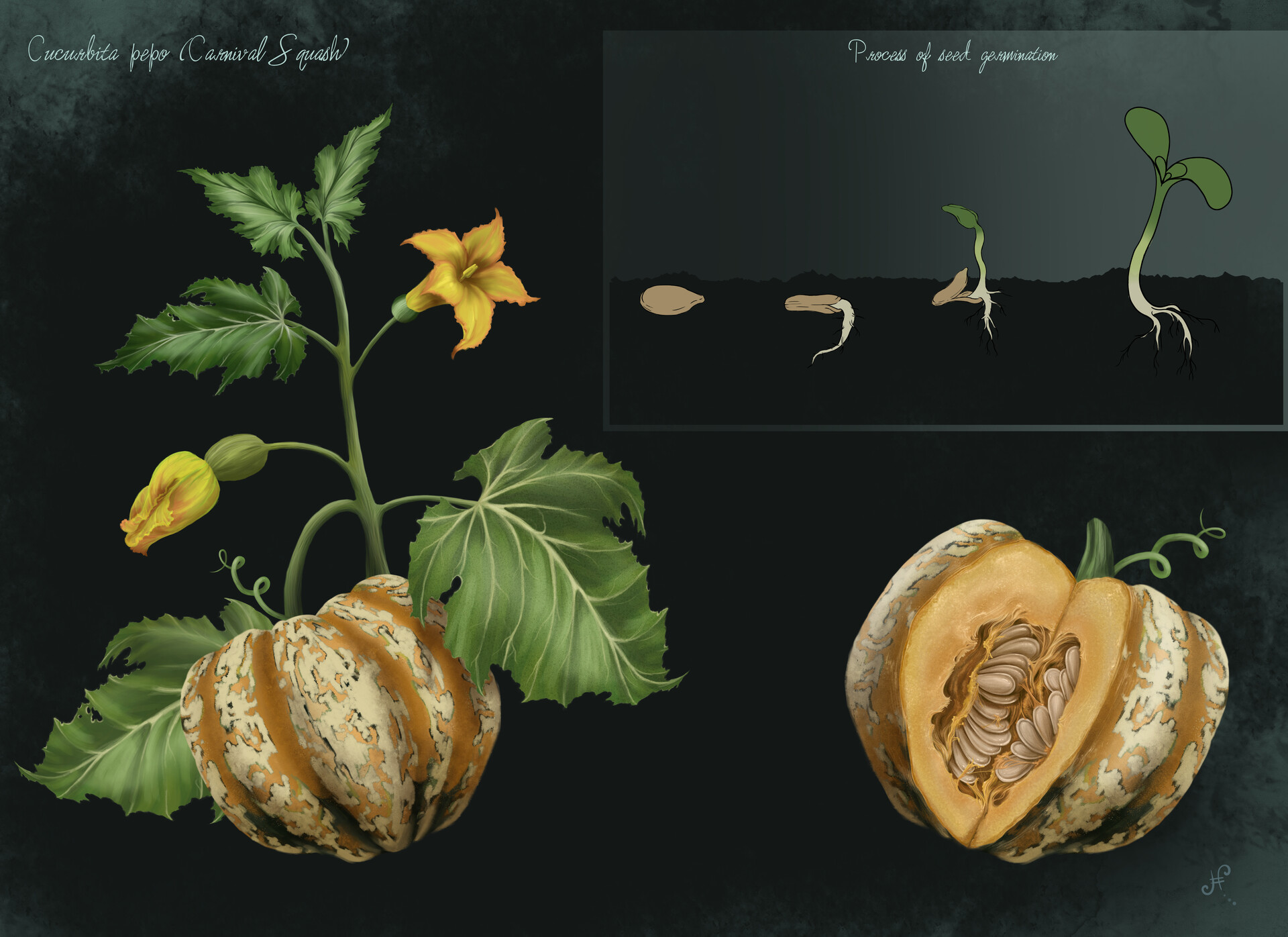 ArtStation - Cucurbita Pepo (Carnival squash)