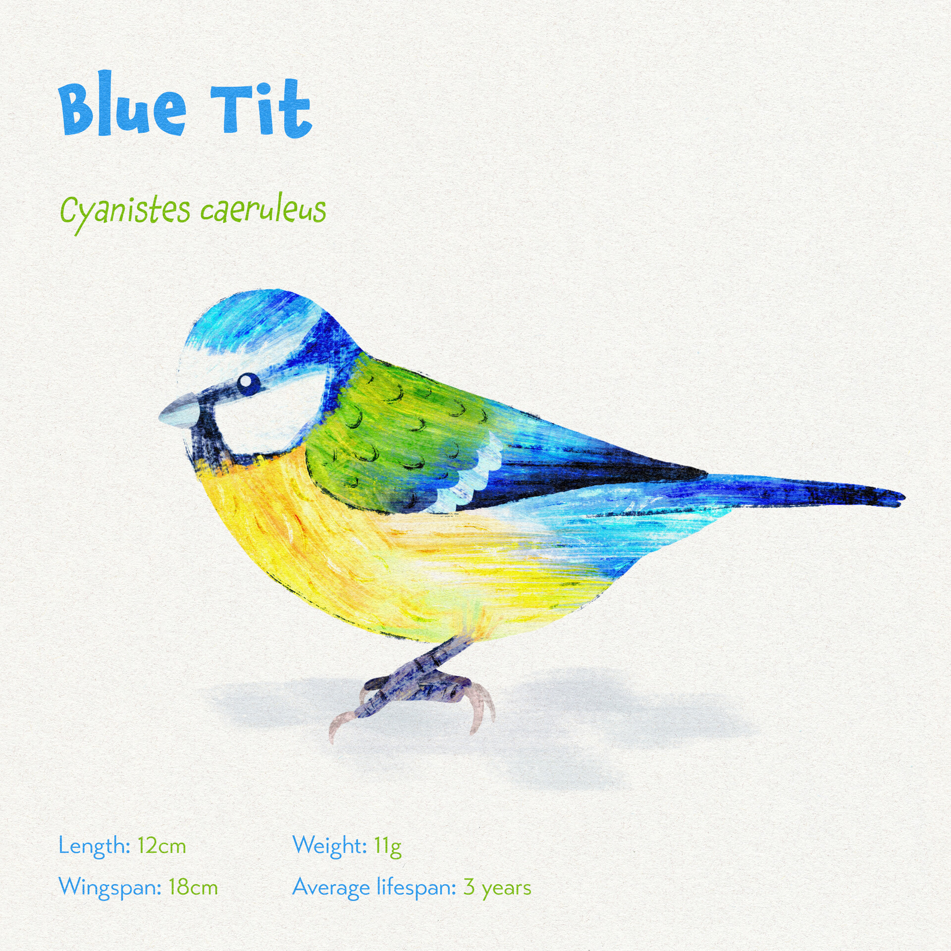 ArtStation - Blue Tit Fact Card