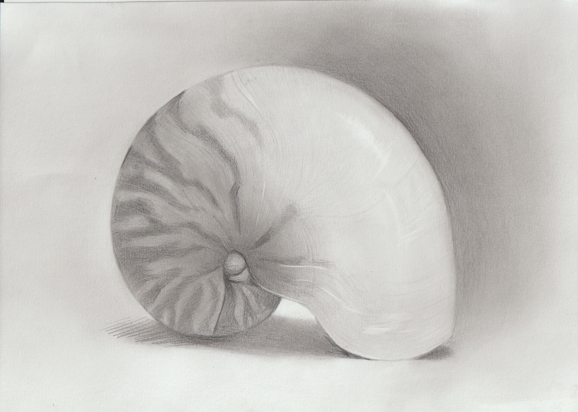 ArtStation - Still Life Drawing Practice