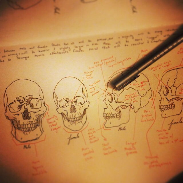 Jonathan Sabella - Anatomy Sketchbook and Medical Art